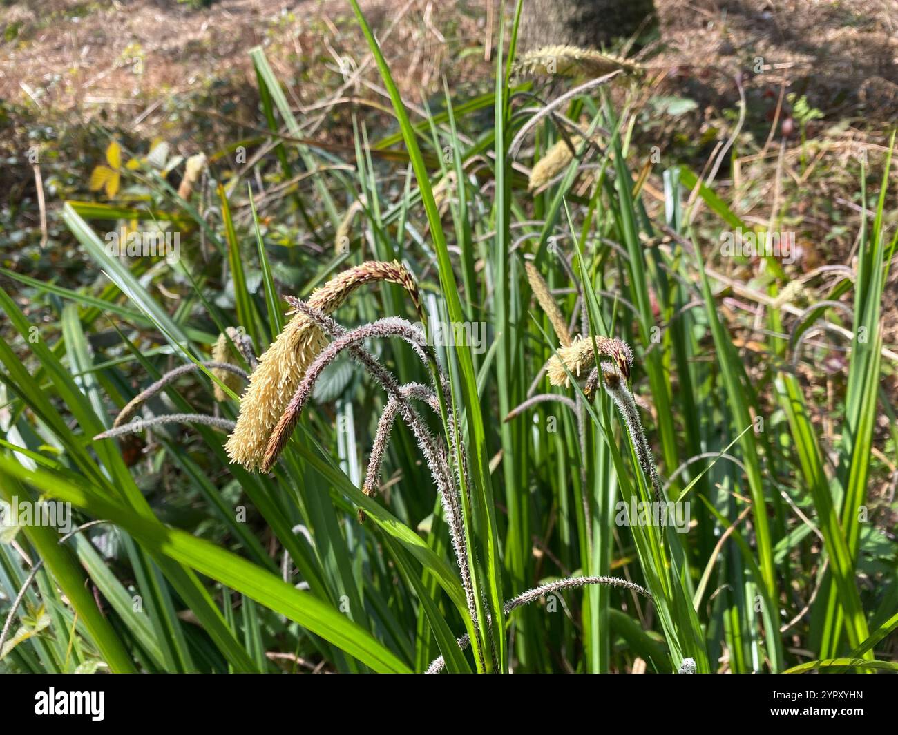 Hanging sedge (Carex pendula Stock Photo - Alamy