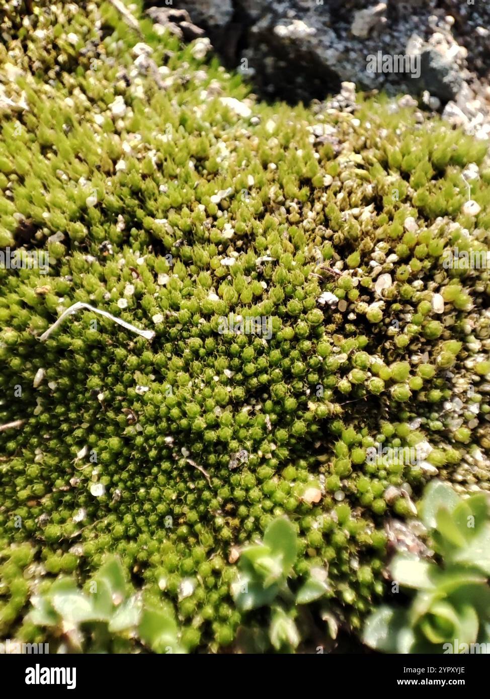 Silvery bryum hi-res stock photography and images - Alamy