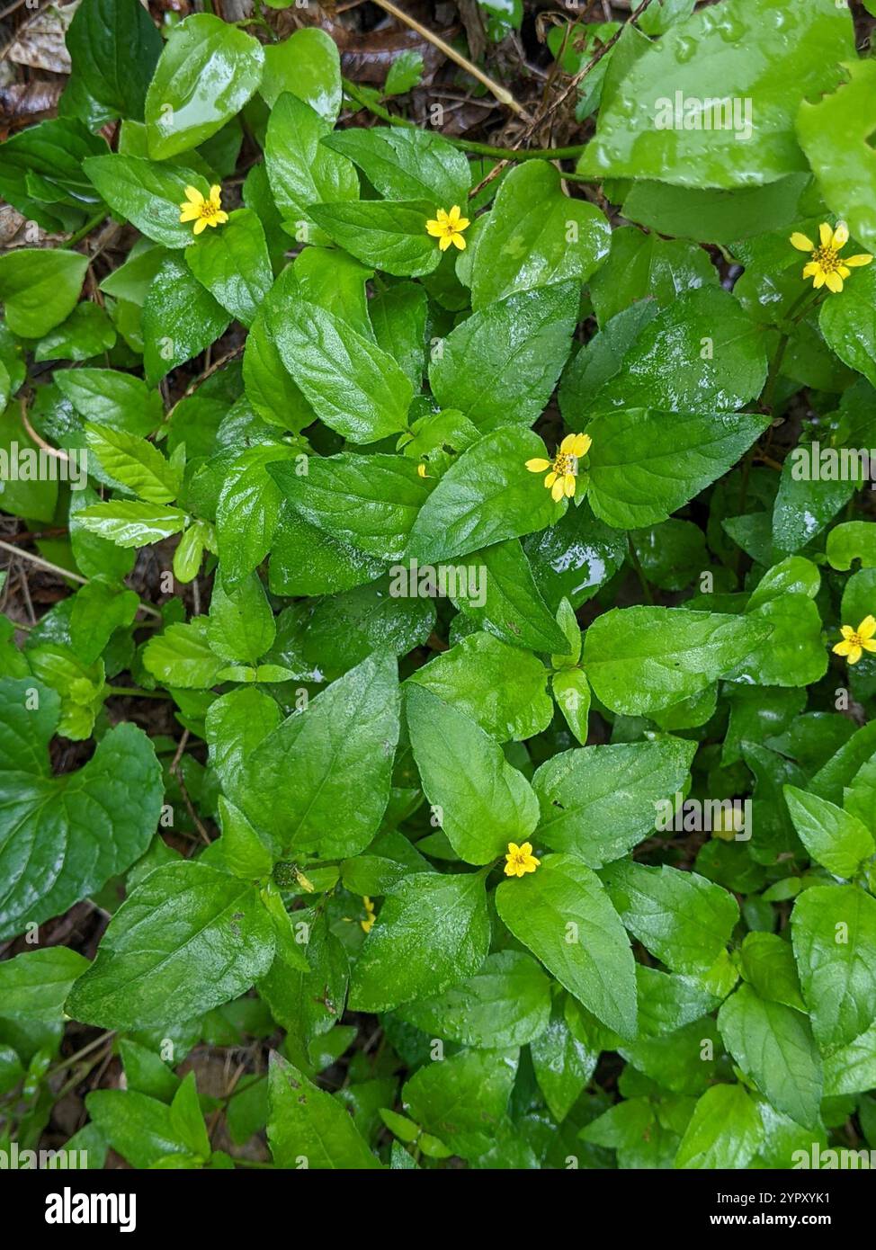 straggler daisy (Calyptocarpus vialis Stock Photo - Alamy