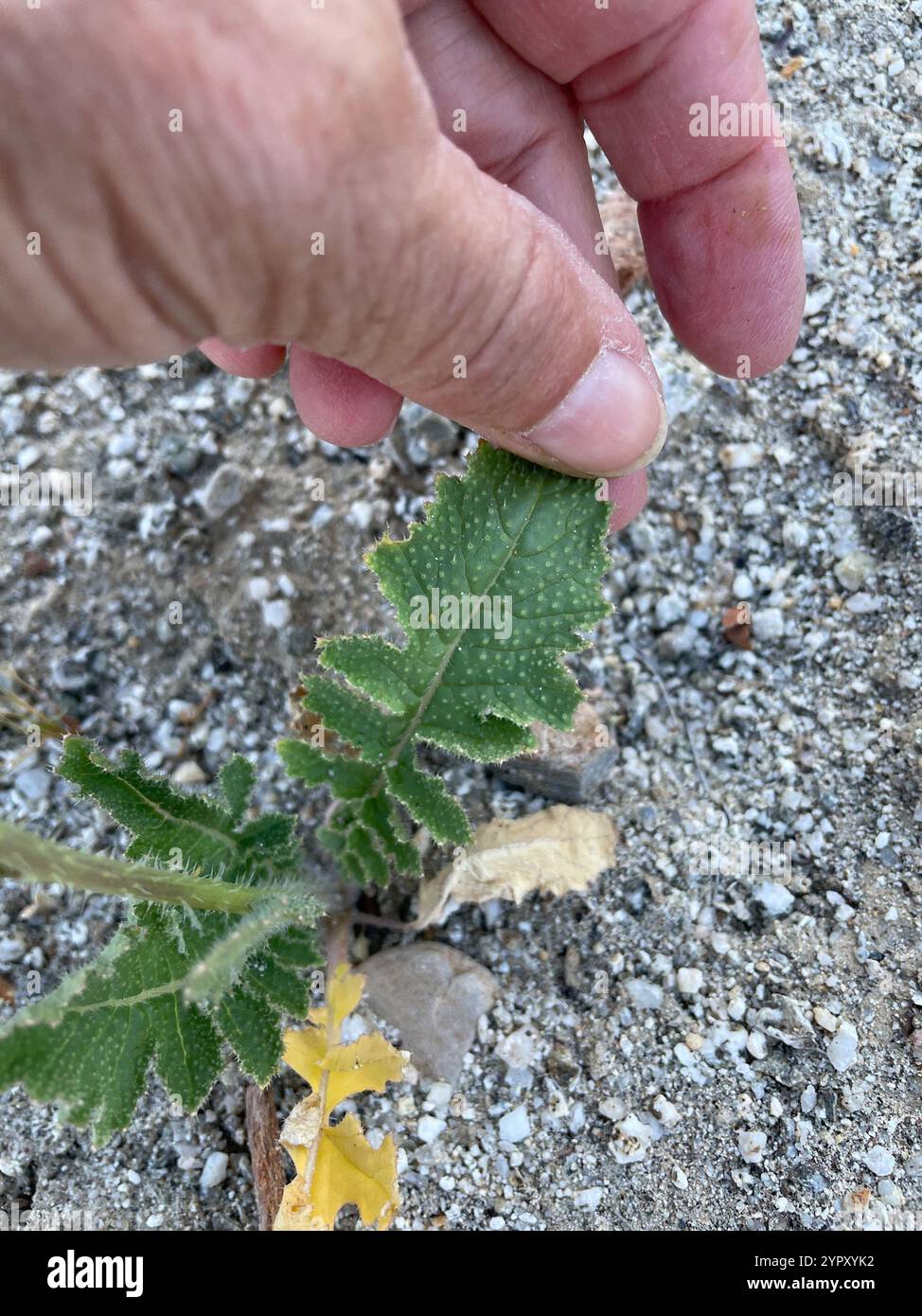 Saharan Mustard (Brassica tournefortii Stock Photo - Alamy