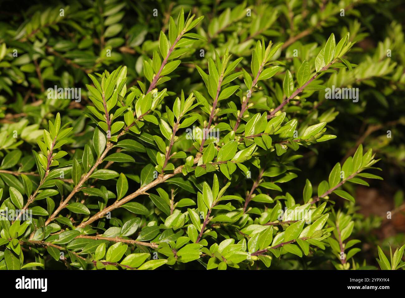 Box-leaved Honeysuckle (Lonicera ligustrina pileata Stock Photo - Alamy