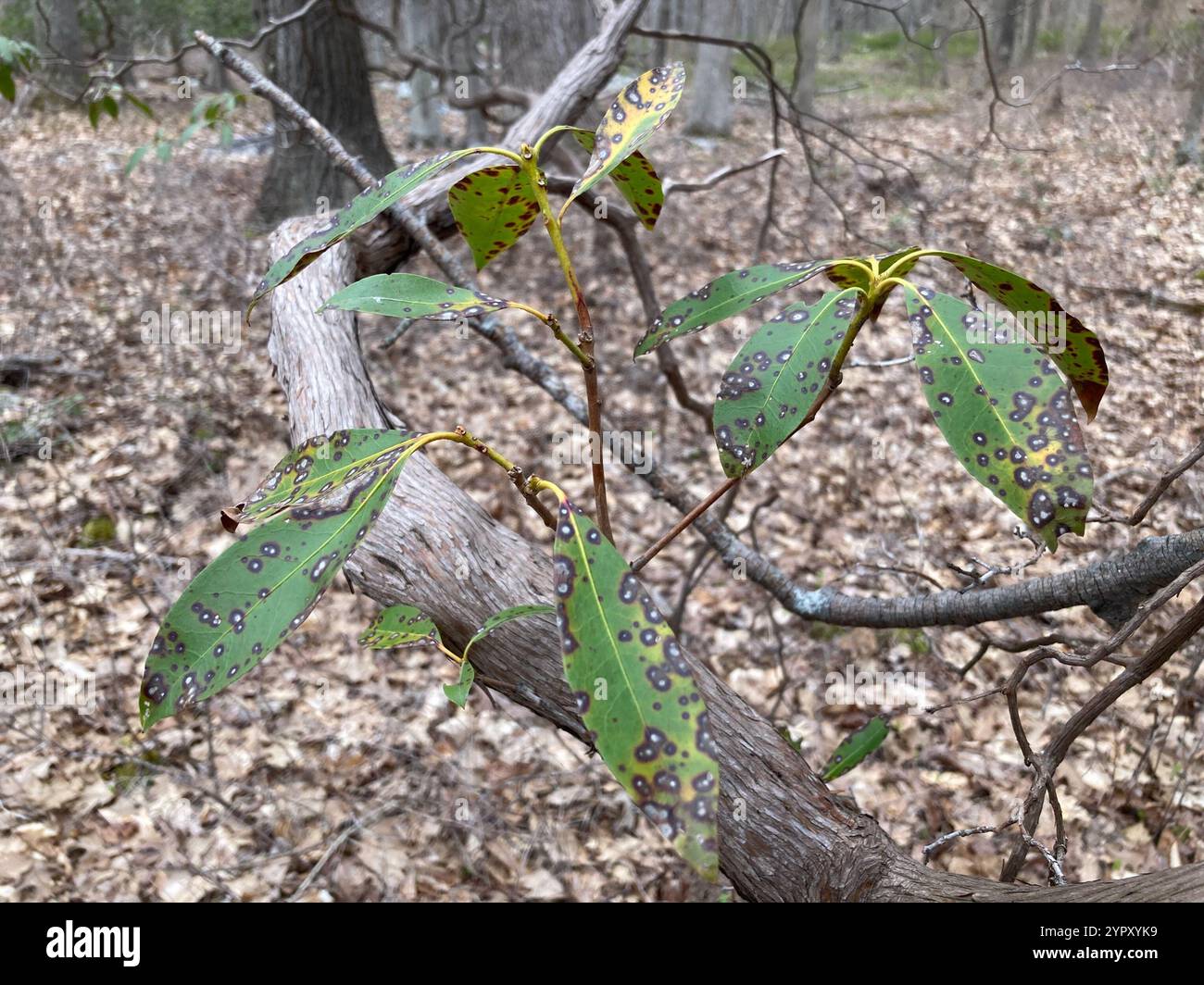 Mountain Laurel Leaf Spot (Mycosphaerella colorata Stock Photo - Alamy