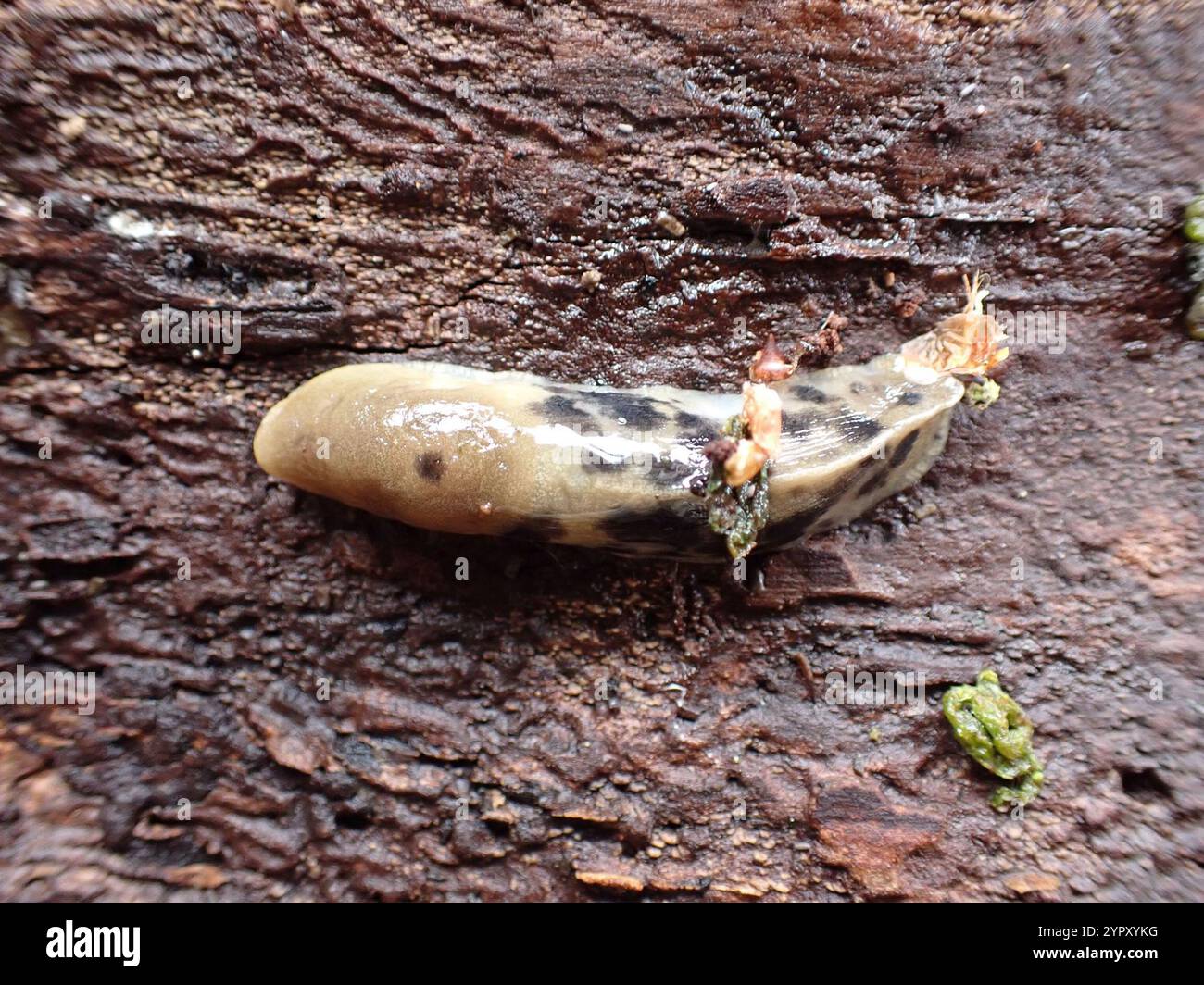 Pacific Banana Slug (Ariolimax columbianus Stock Photo - Alamy