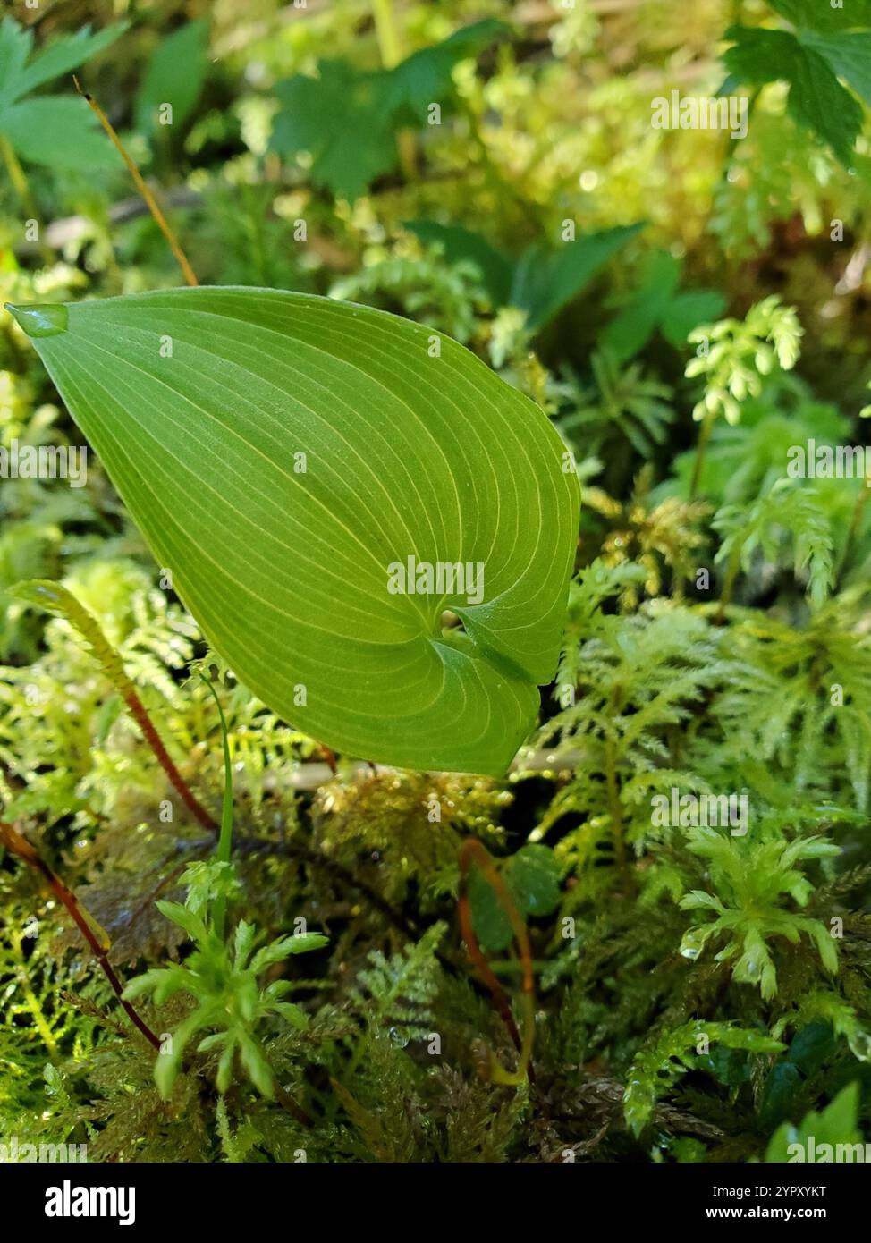 Western Lily of the Valley (Maianthemum dilatatum Stock Photo - Alamy