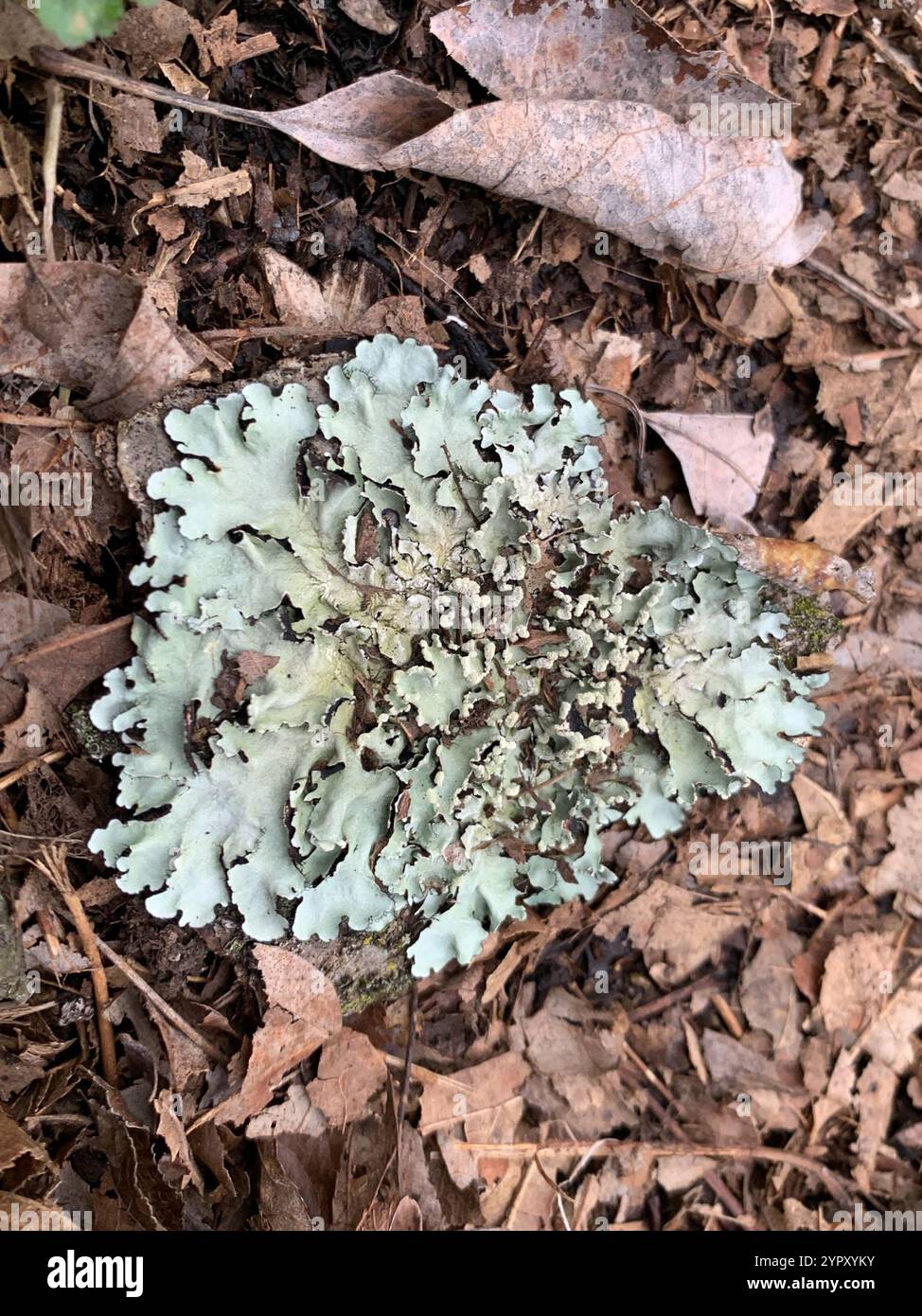 Ruffle Lichens (Parmotrema Stock Photo - Alamy