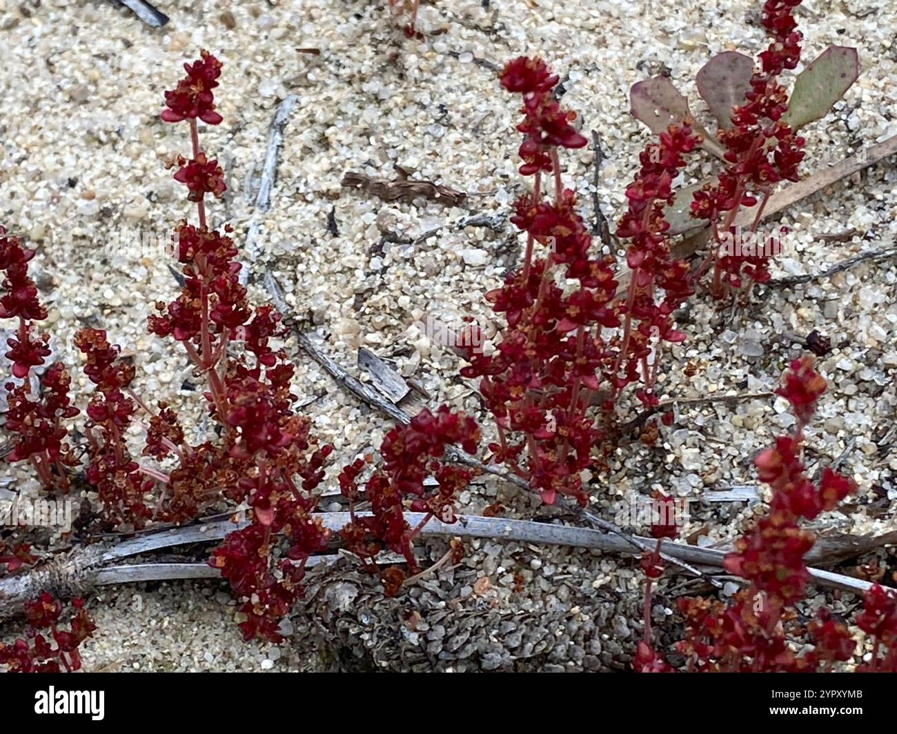 sand pygmyweed (Crassula connata Stock Photo - Alamy
