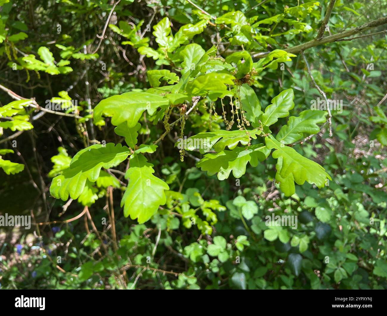 English oak (Quercus robur Stock Photo - Alamy