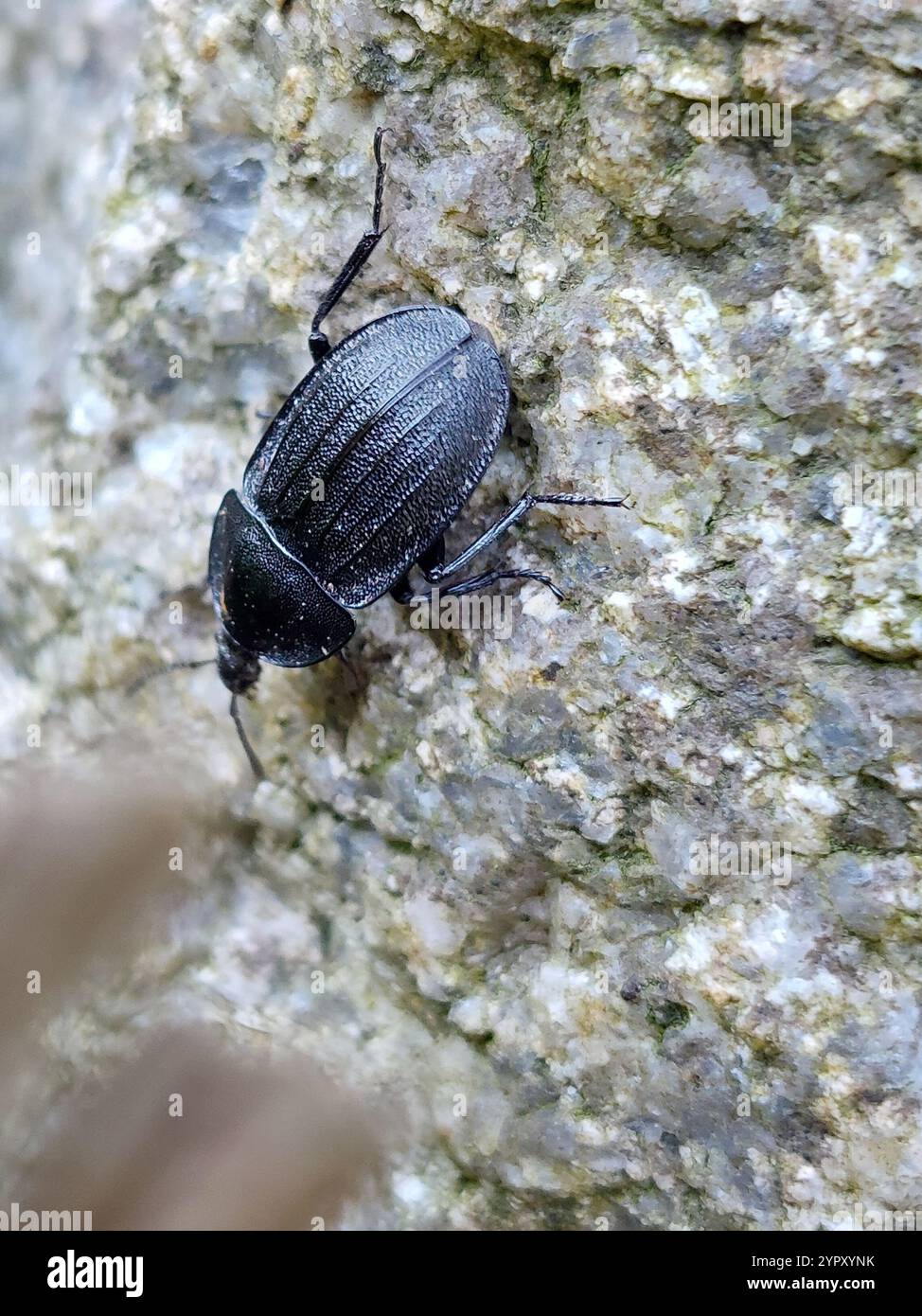 Black snail beetle (Phosphuga atrata Stock Photo - Alamy