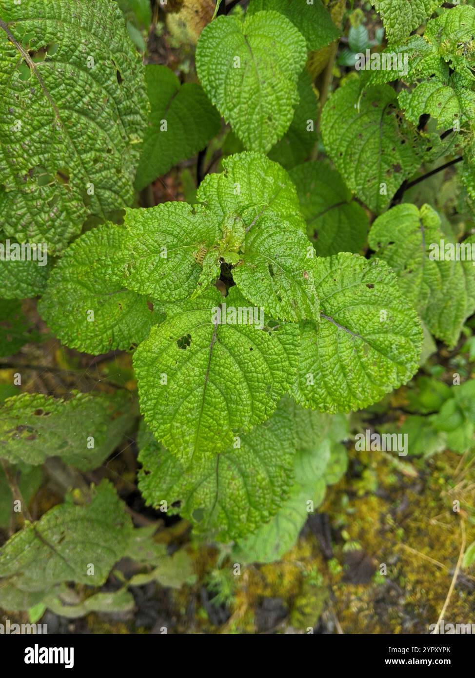 nettle family (Urticaceae Stock Photo - Alamy