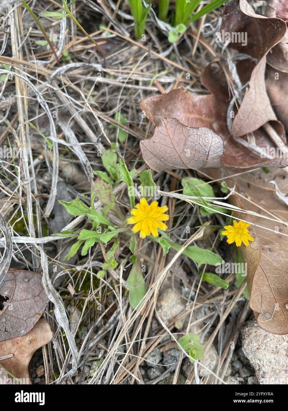 Virginia dwarfdandelion (Krigia virginica Stock Photo - Alamy