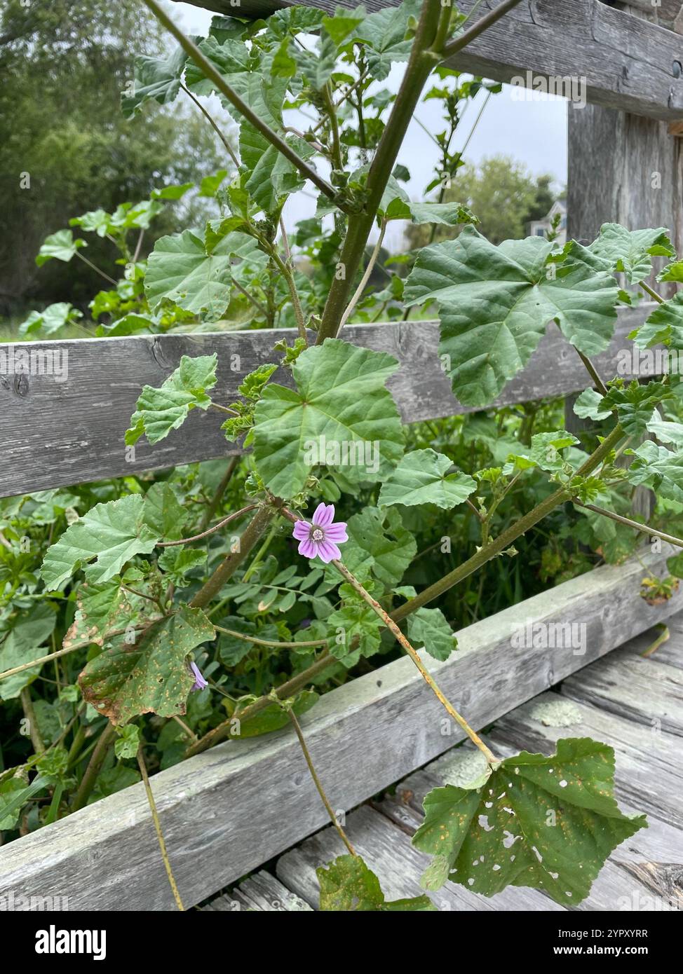 Cretan mallow (Malva multiflora Stock Photo - Alamy