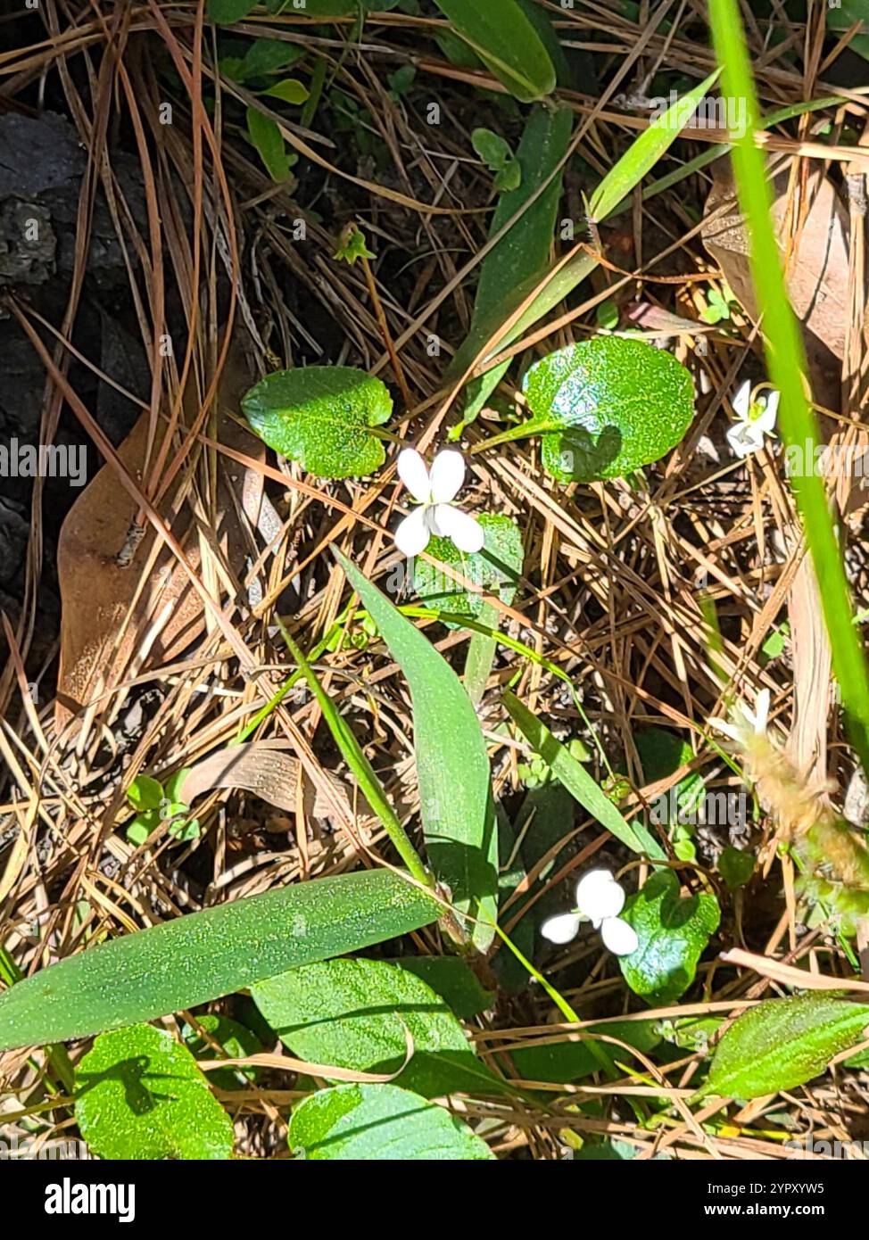 primrose-leaved violet (Viola primulifolia Stock Photo - Alamy