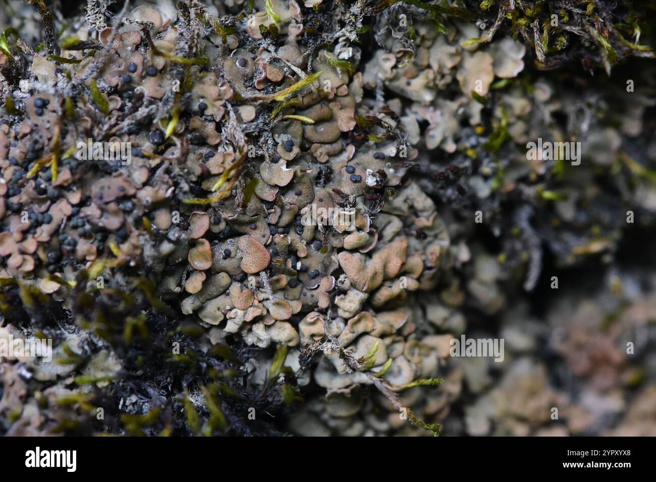 Earthscale Lichens (Placidium Stock Photo - Alamy