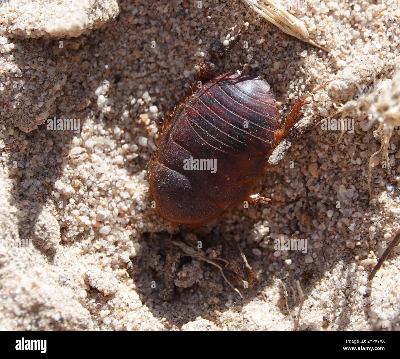 Cockroaches and Termites (Blattodea Stock Photo - Alamy