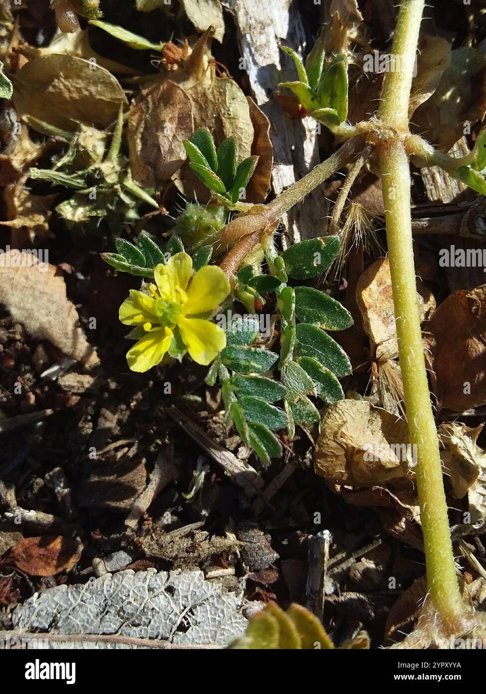 Puncture vine tribulus terrestris hi-res stock photography and images ...