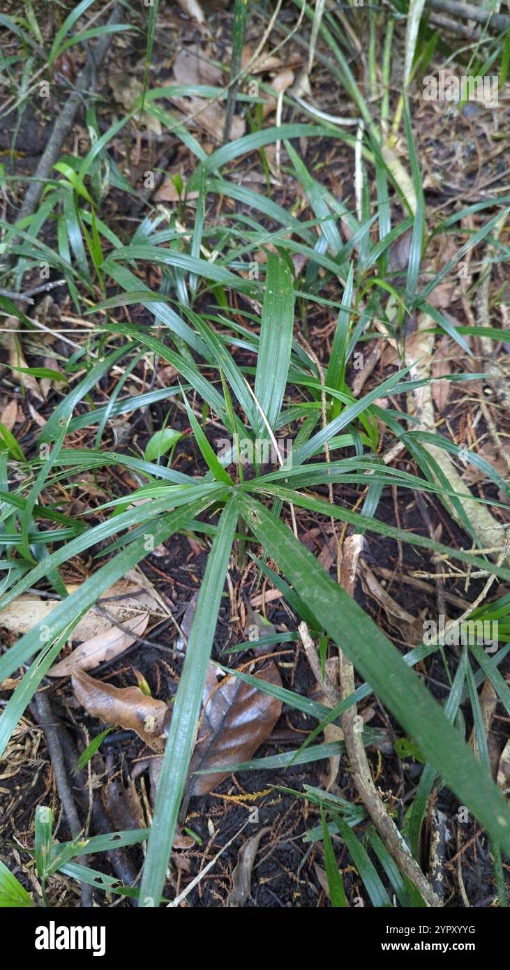 bush rice grass (Ehrharta diplax Stock Photo - Alamy