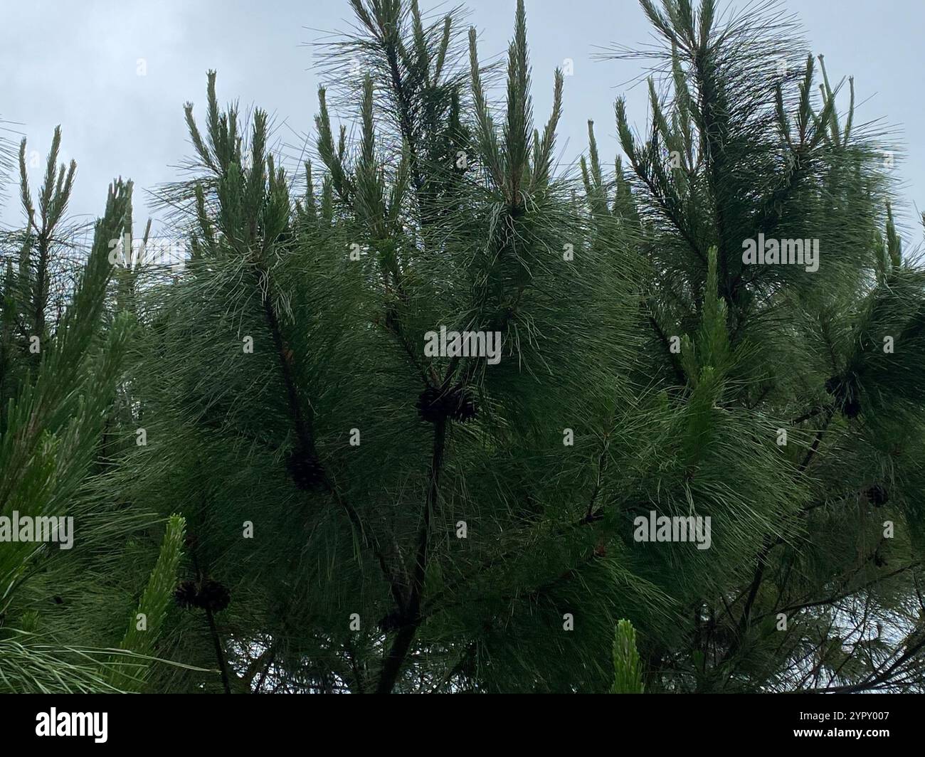 Masson's pine (Pinus massoniana Stock Photo - Alamy