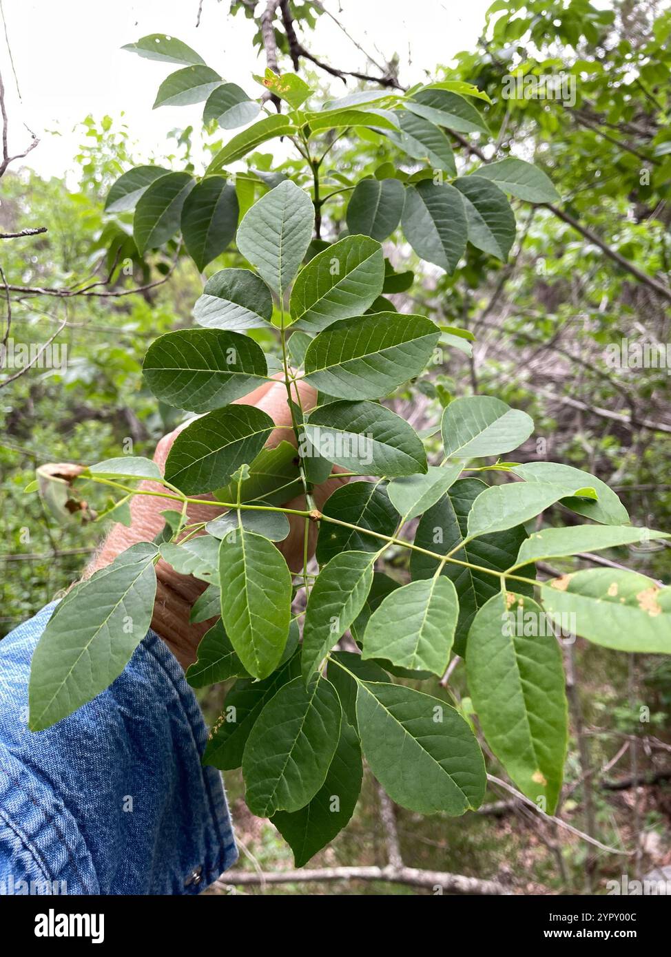 Texas ash (Fraxinus albicans Stock Photo - Alamy