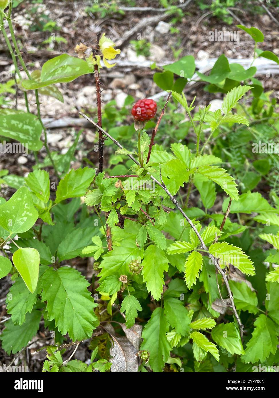 southern dewberry (Rubus trivialis Stock Photo - Alamy