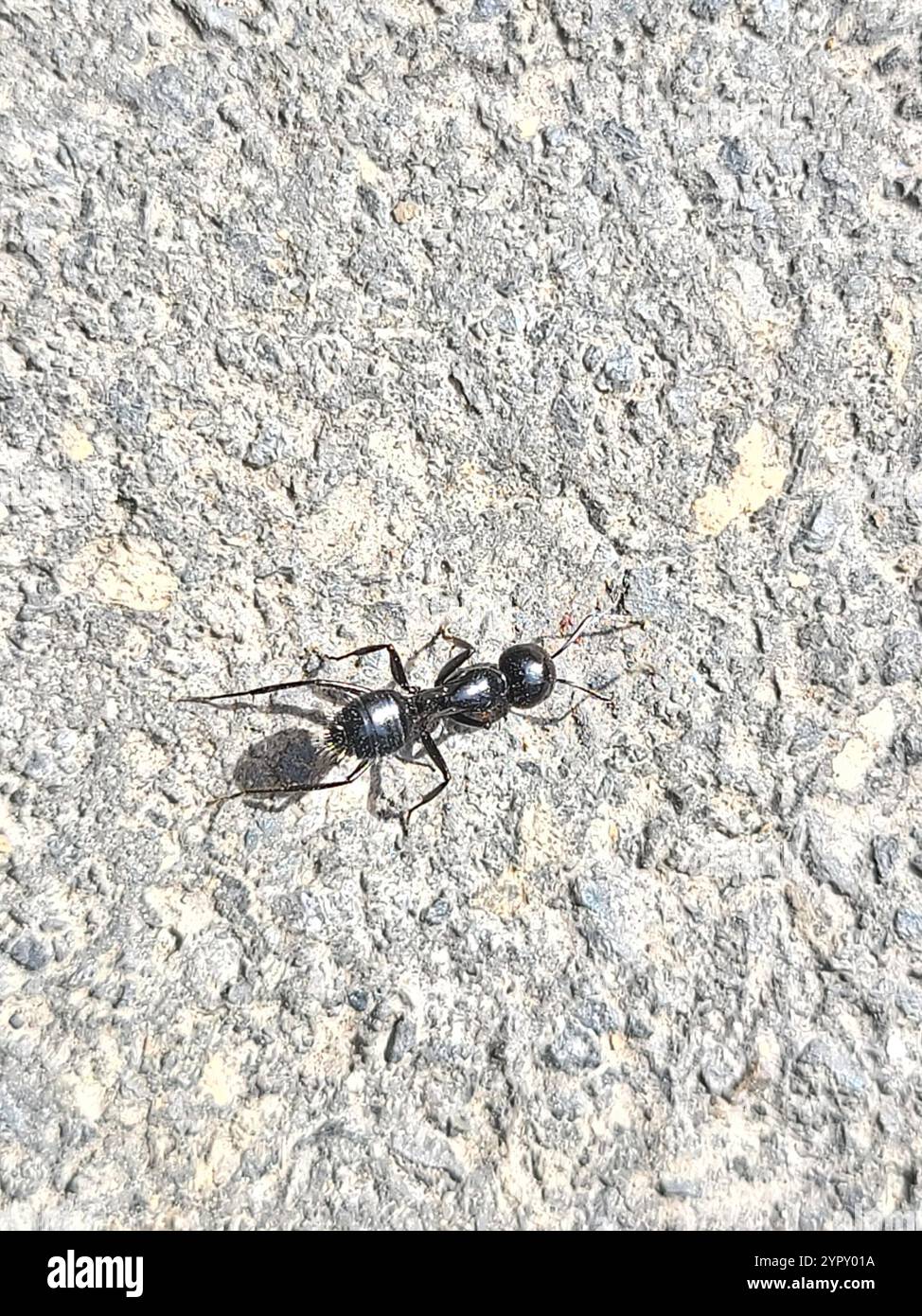 Hairy Smooth Carpenter Ant (Camponotus laevissimus Stock Photo - Alamy