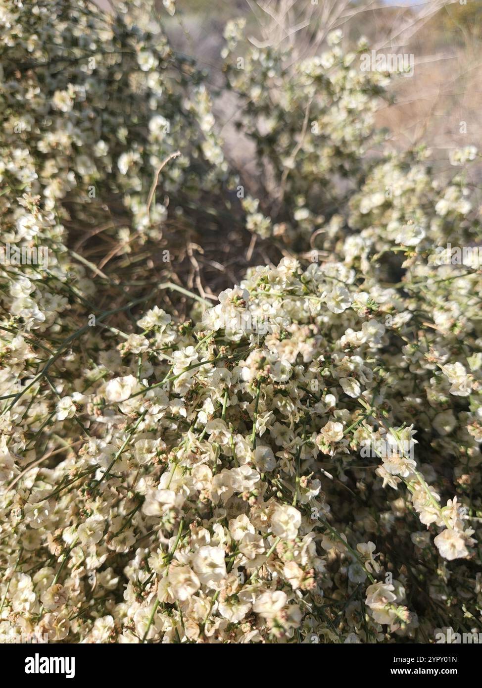 Cheesebush (Ambrosia salsola Stock Photo - Alamy