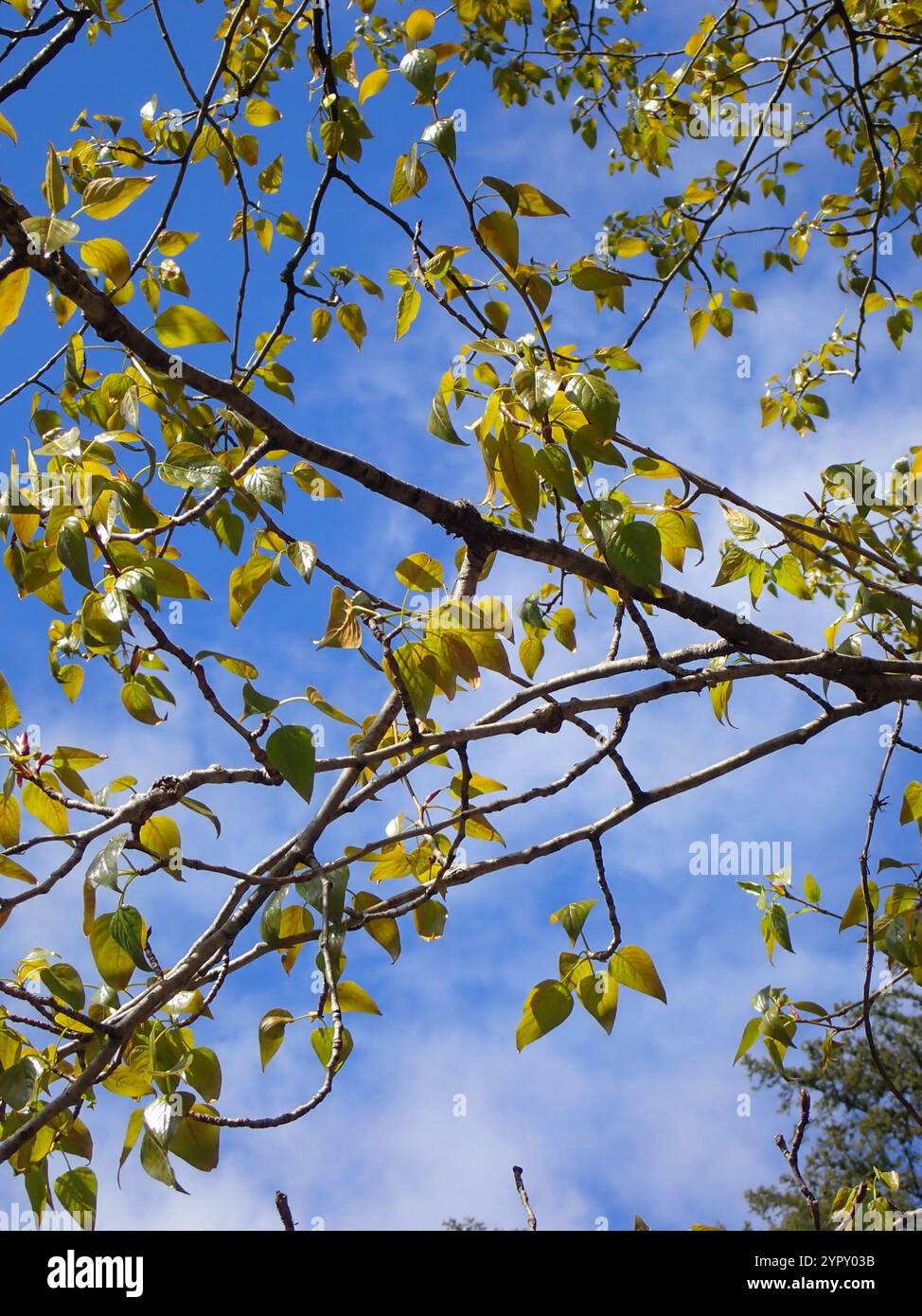 black cottonwood (Populus trichocarpa Stock Photo - Alamy