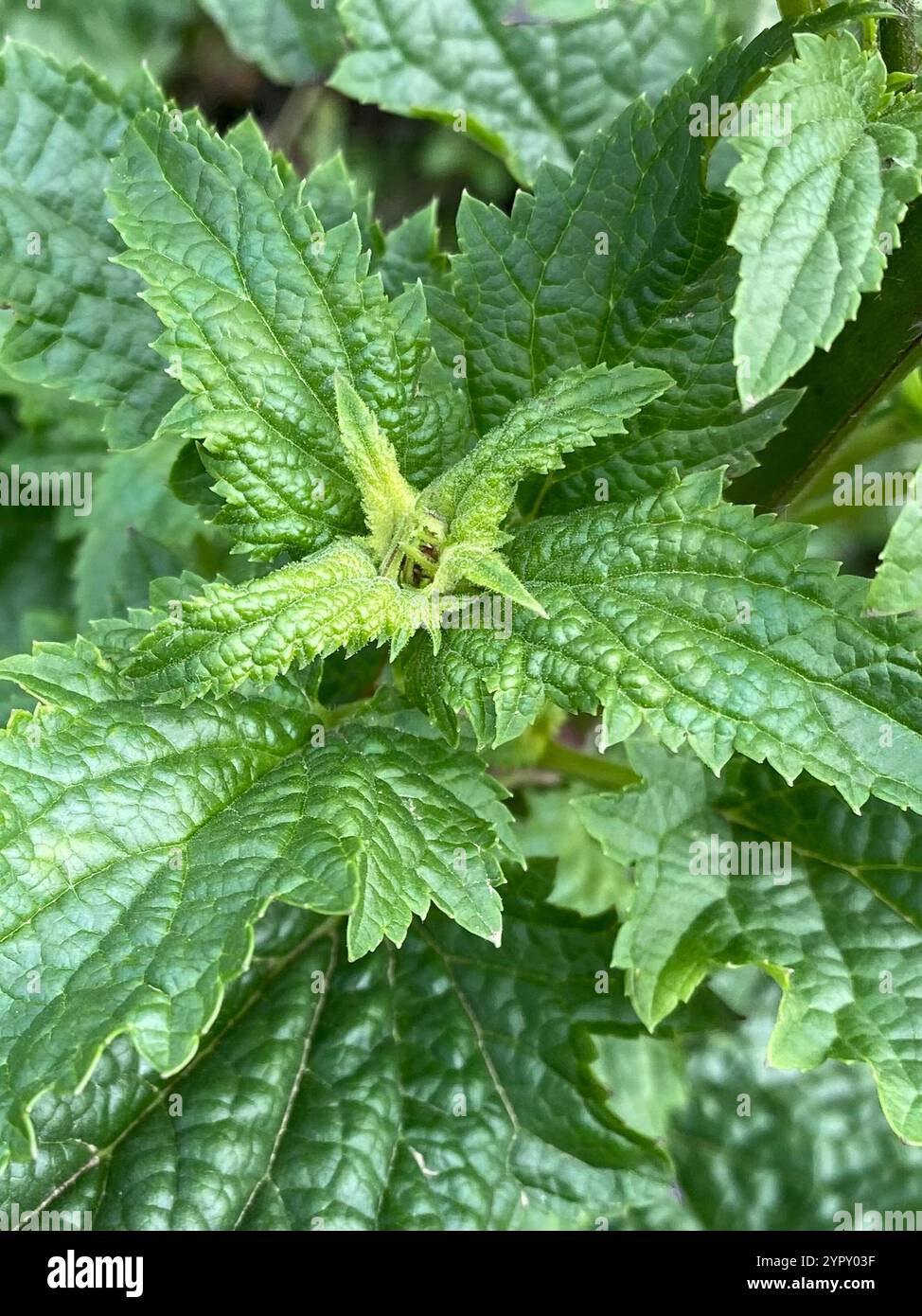 California beeplant (Scrophularia californica Stock Photo - Alamy