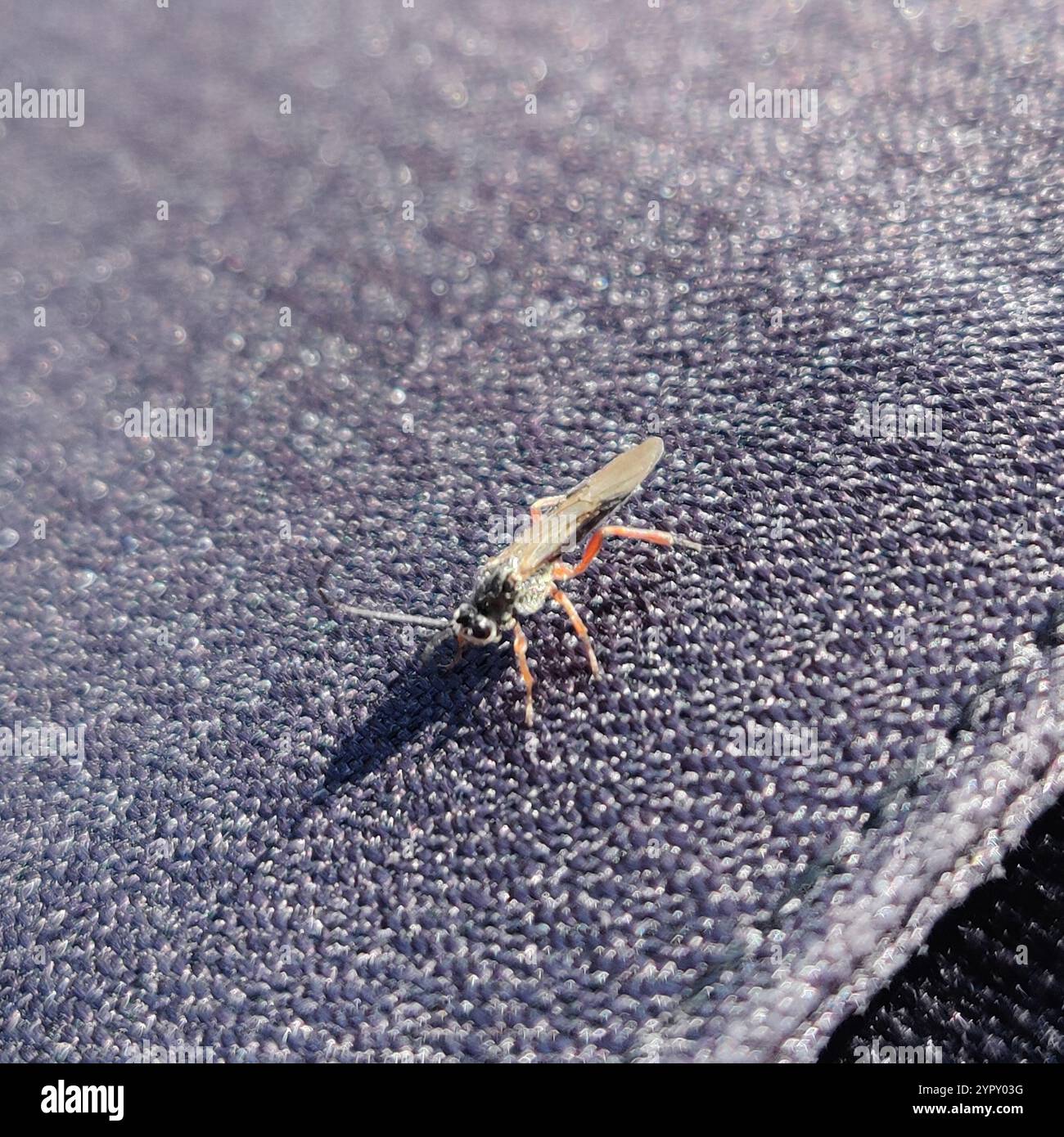 Ants, Bees, Wasps, and Sawflies (Hymenoptera Stock Photo - Alamy