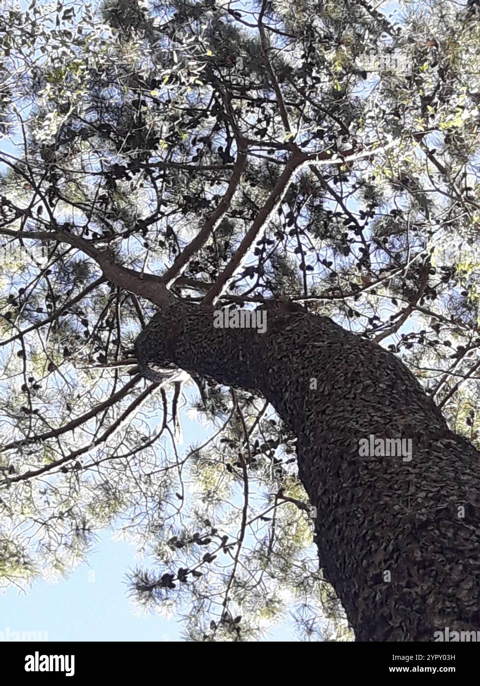 maritime pine (Pinus pinaster Stock Photo - Alamy