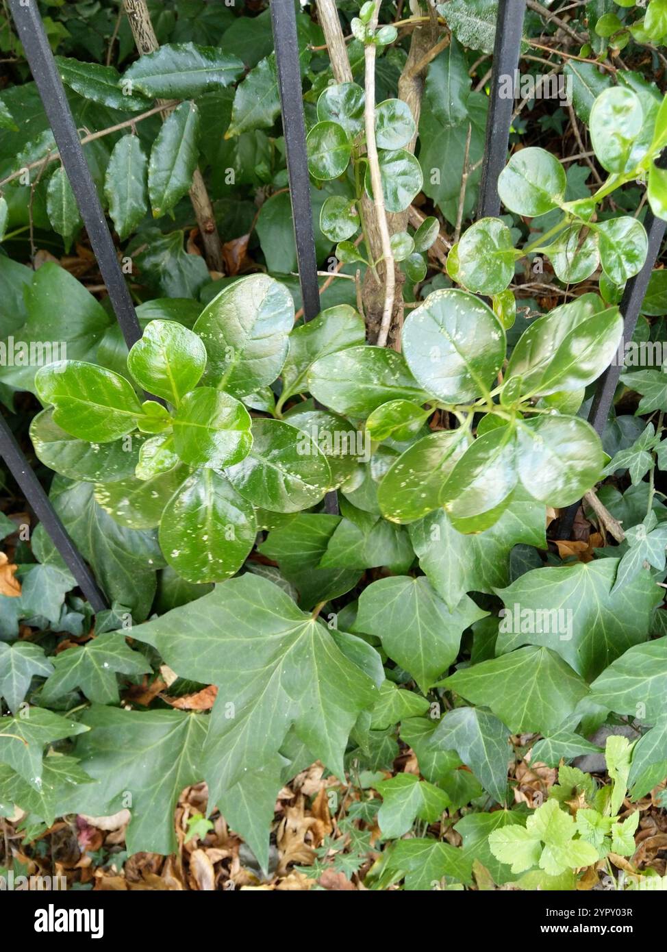 Taupata (Coprosma repens Stock Photo - Alamy