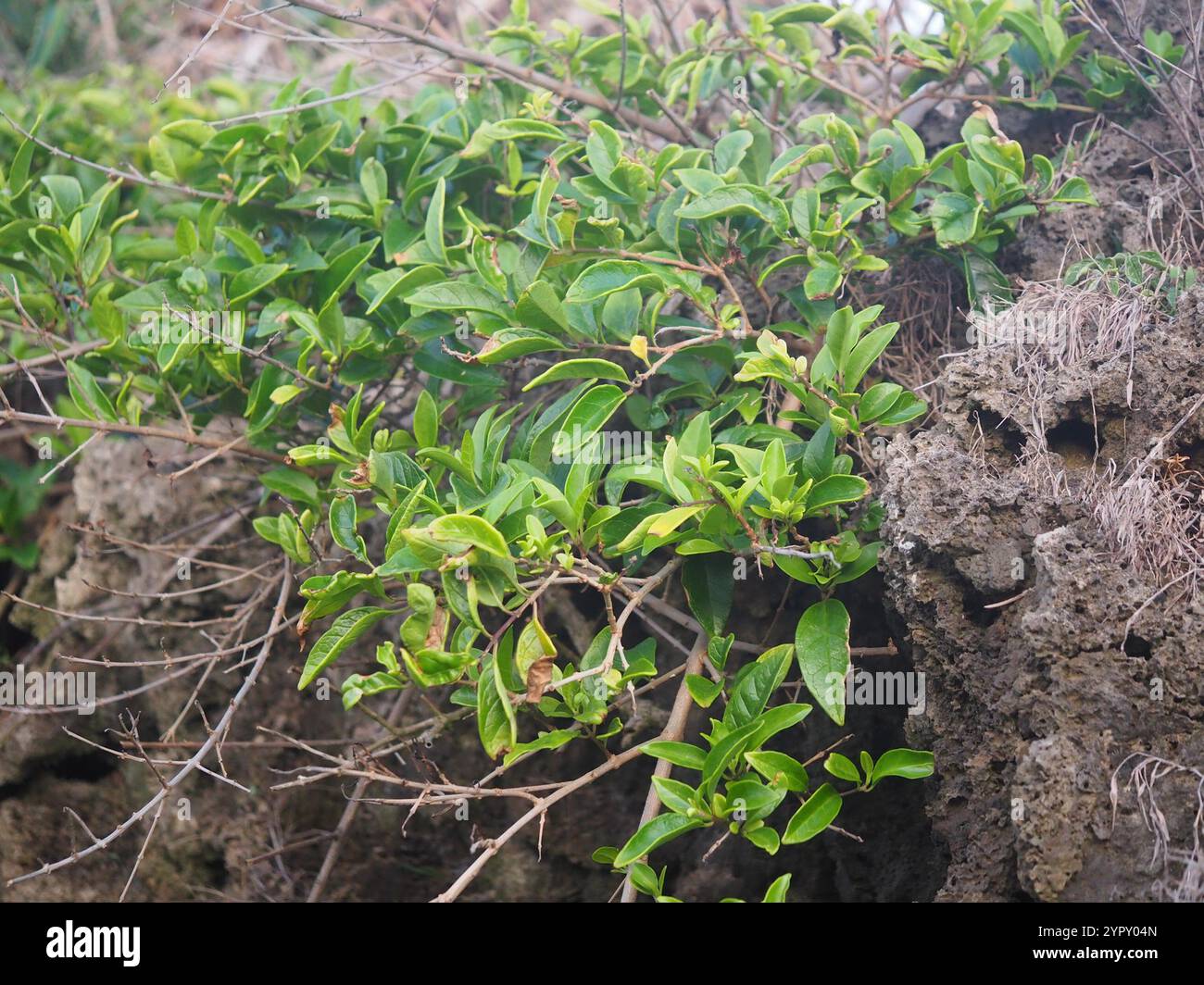scrambling clerodendrum (Volkameria inermis Stock Photo - Alamy