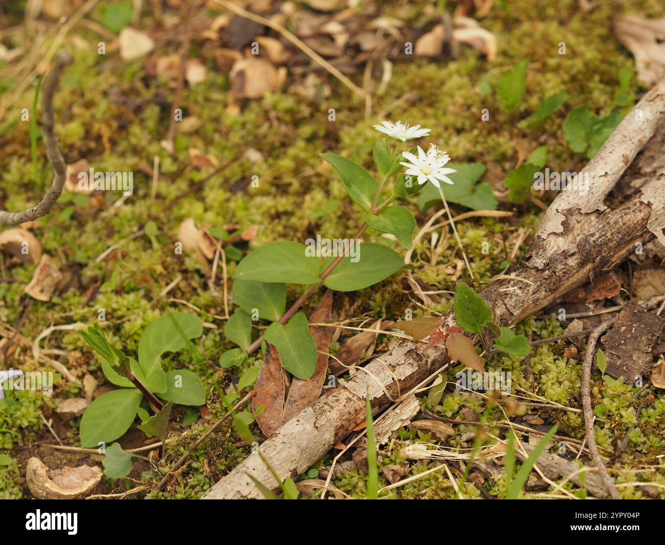 star chickweed (Stellaria pubera Stock Photo - Alamy
