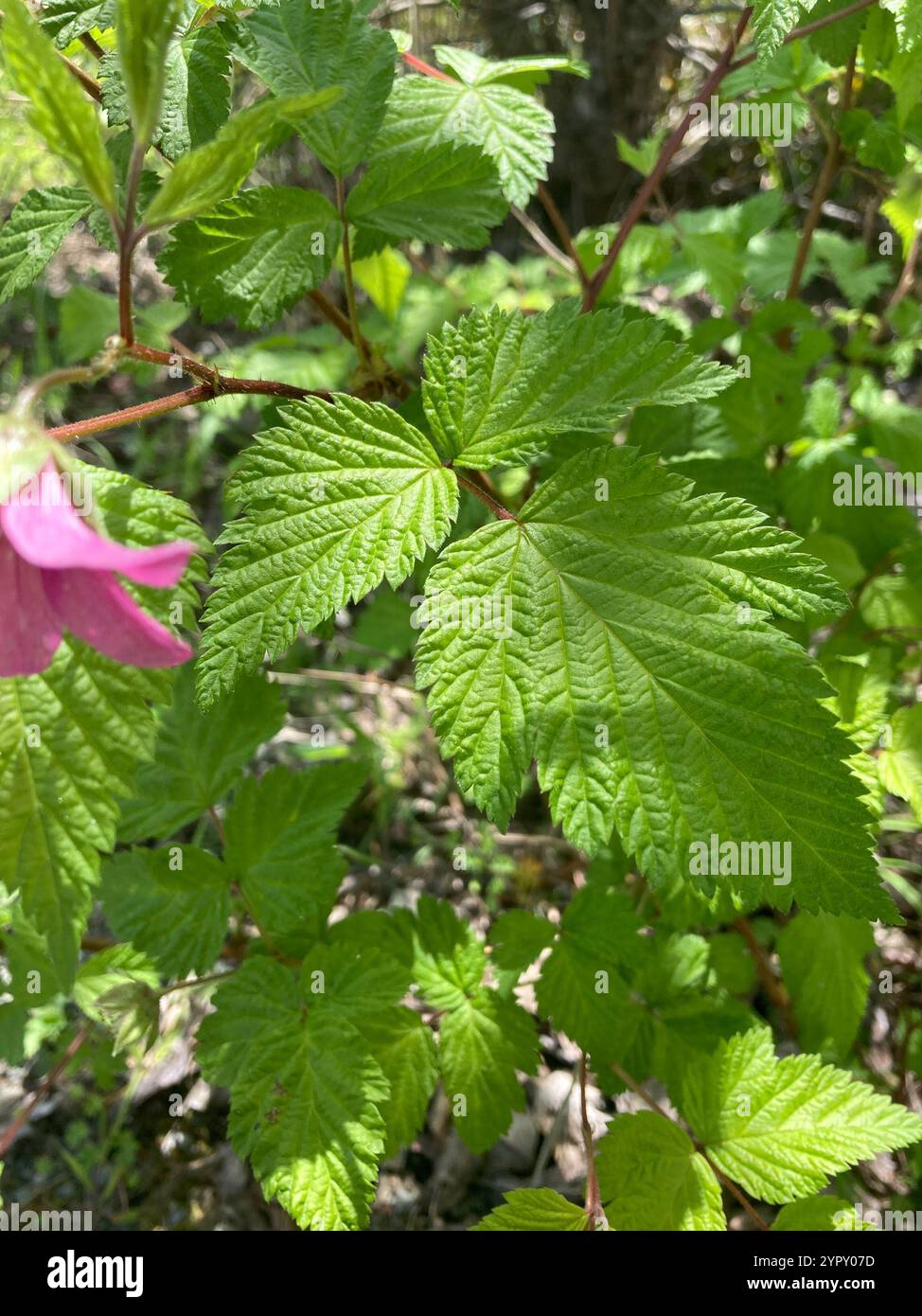 Salmonberry (Rubus spectabilis Stock Photo - Alamy