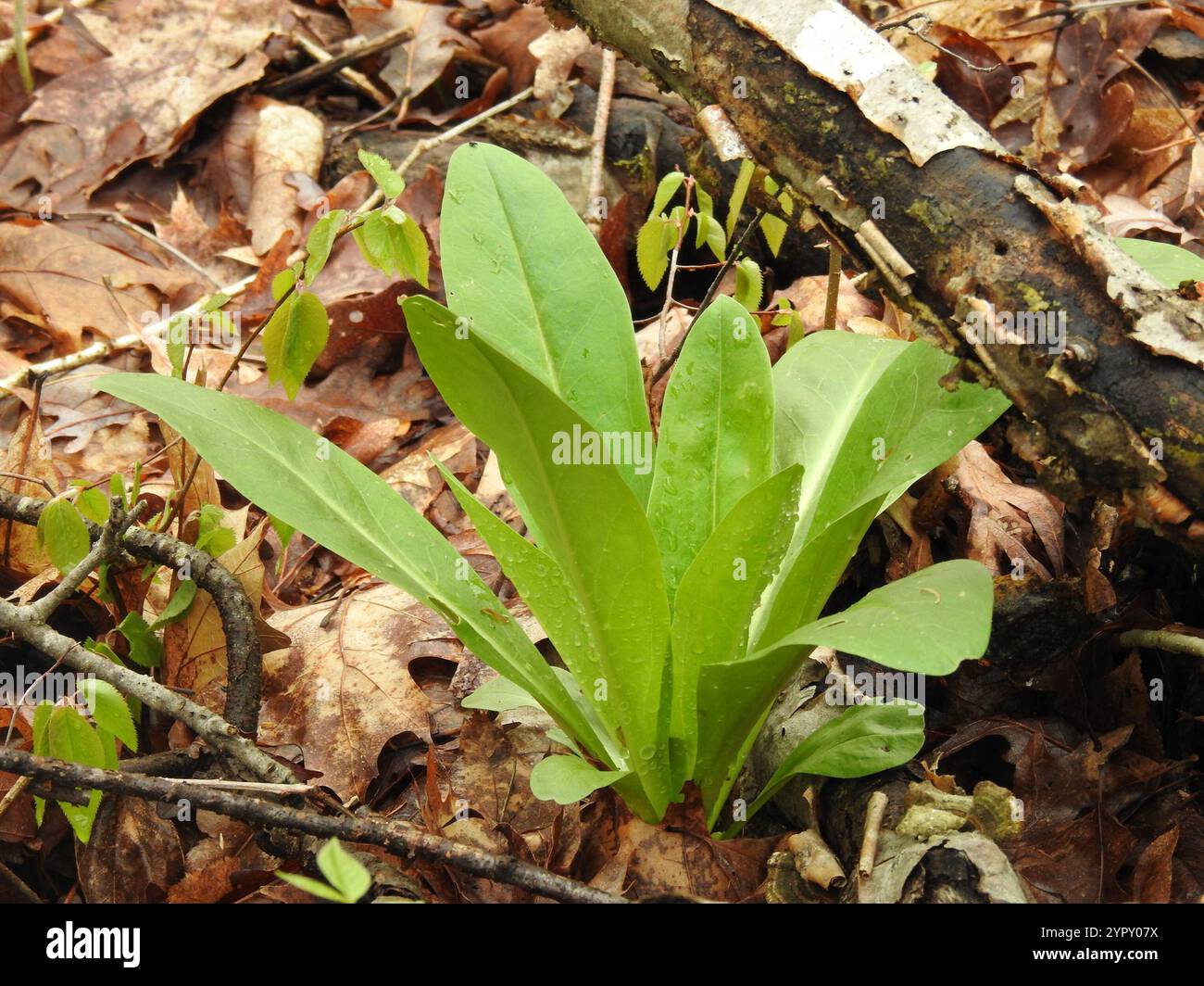 eastern shooting star (Primula meadia Stock Photo - Alamy