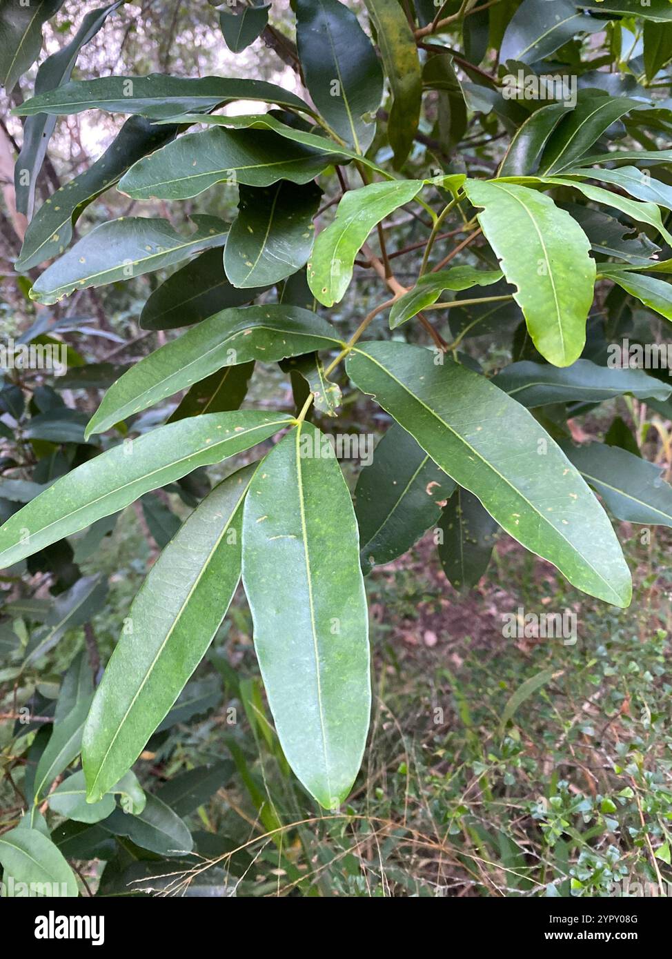 Flindersia hi-res stock photography and images - Alamy