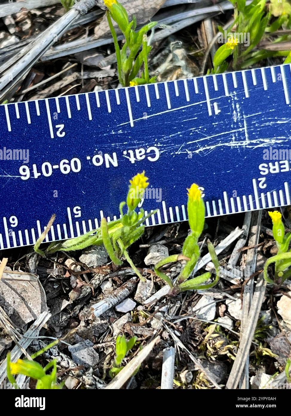 small-ray goldfields (Lasthenia microglossa Stock Photo - Alamy