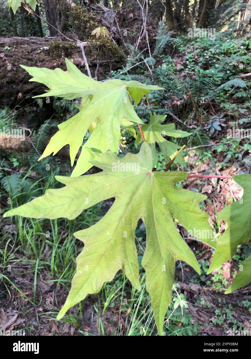 bigleaf maple (Acer macrophyllum Stock Photo - Alamy