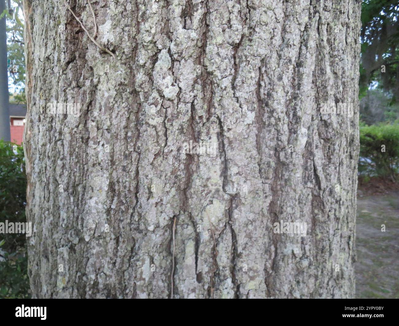southern red oak (Quercus falcata Stock Photo - Alamy