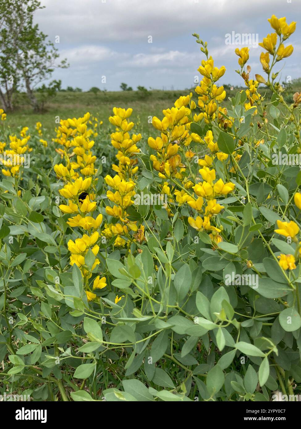 Yellow Wild Indigo (Baptisia sphaerocarpa Stock Photo - Alamy