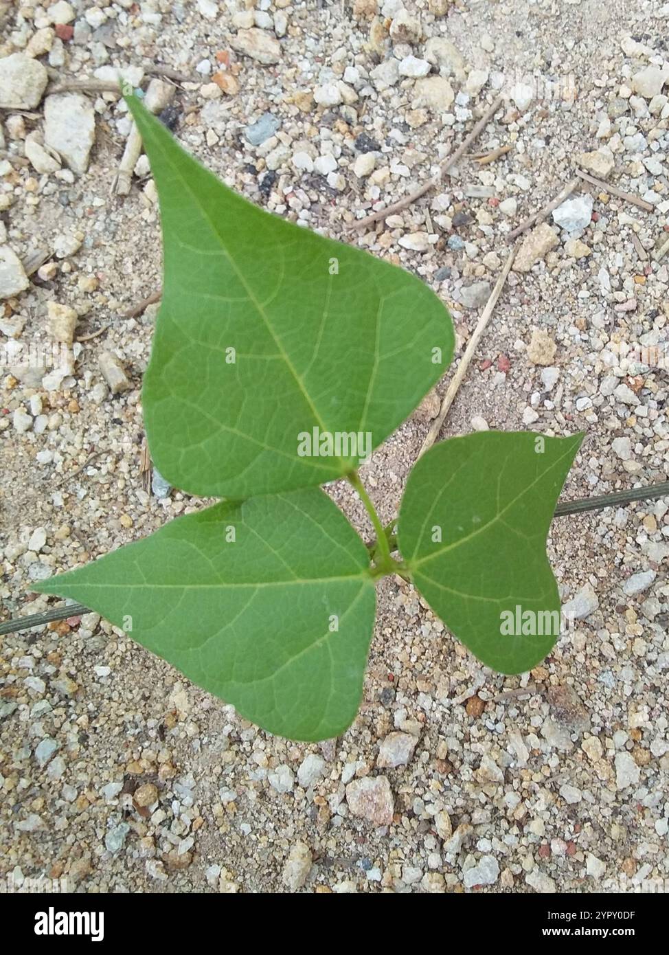 Okie bean (Dipogon lignosus Stock Photo - Alamy