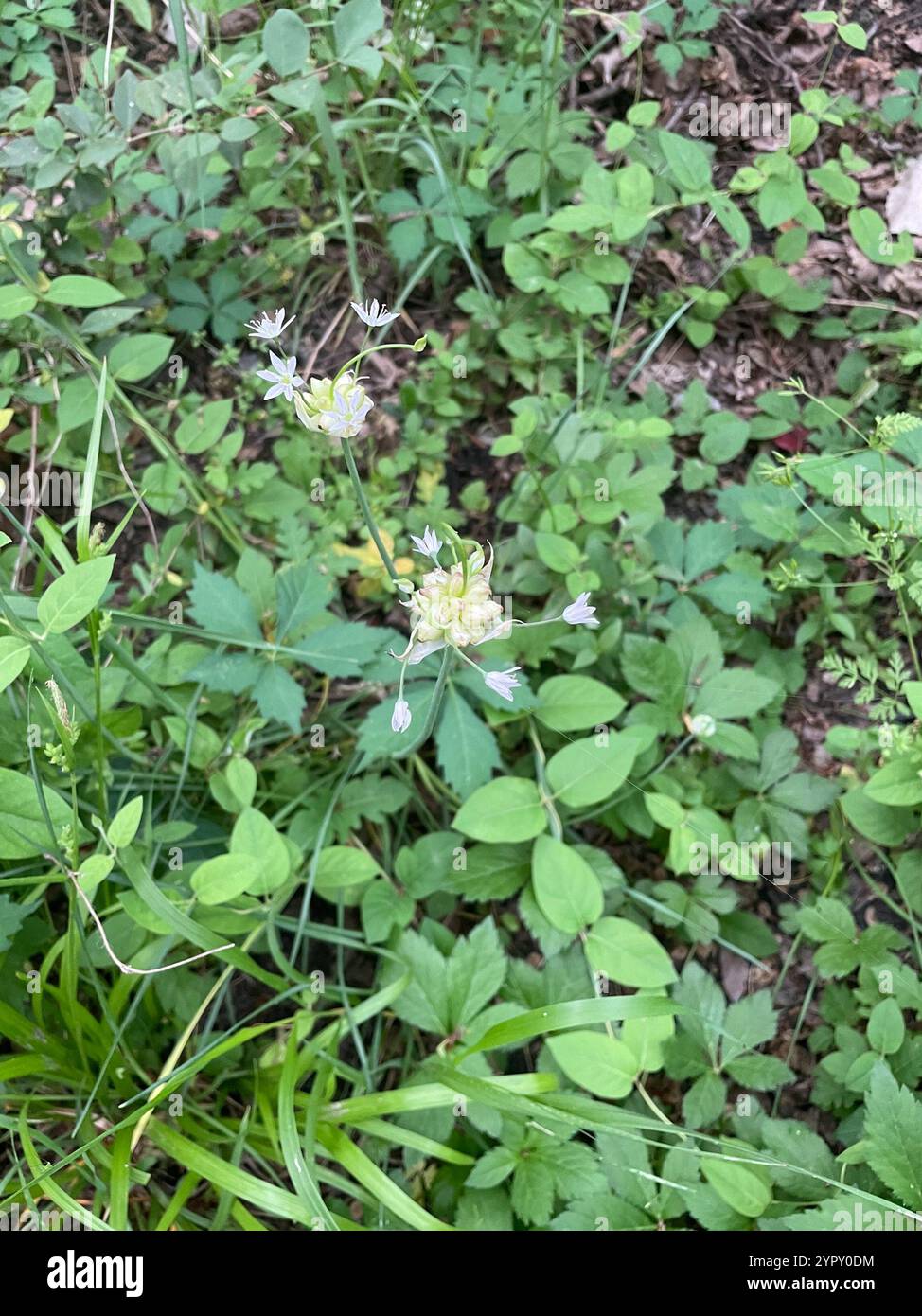 Canadian Meadow garlic (Allium canadense Stock Photo - Alamy