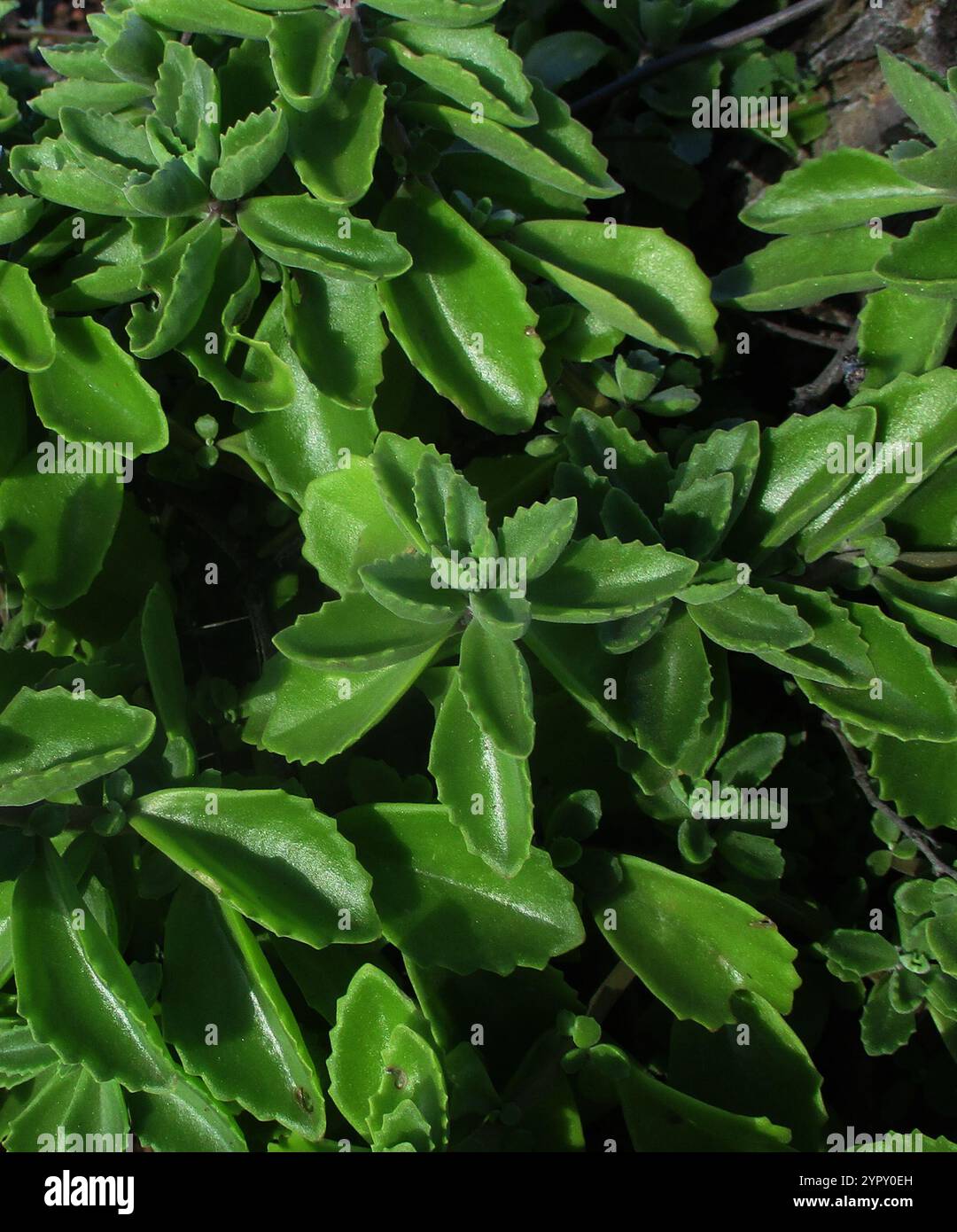 Camphor Spurflower (Coleus cylindraceus Stock Photo - Alamy