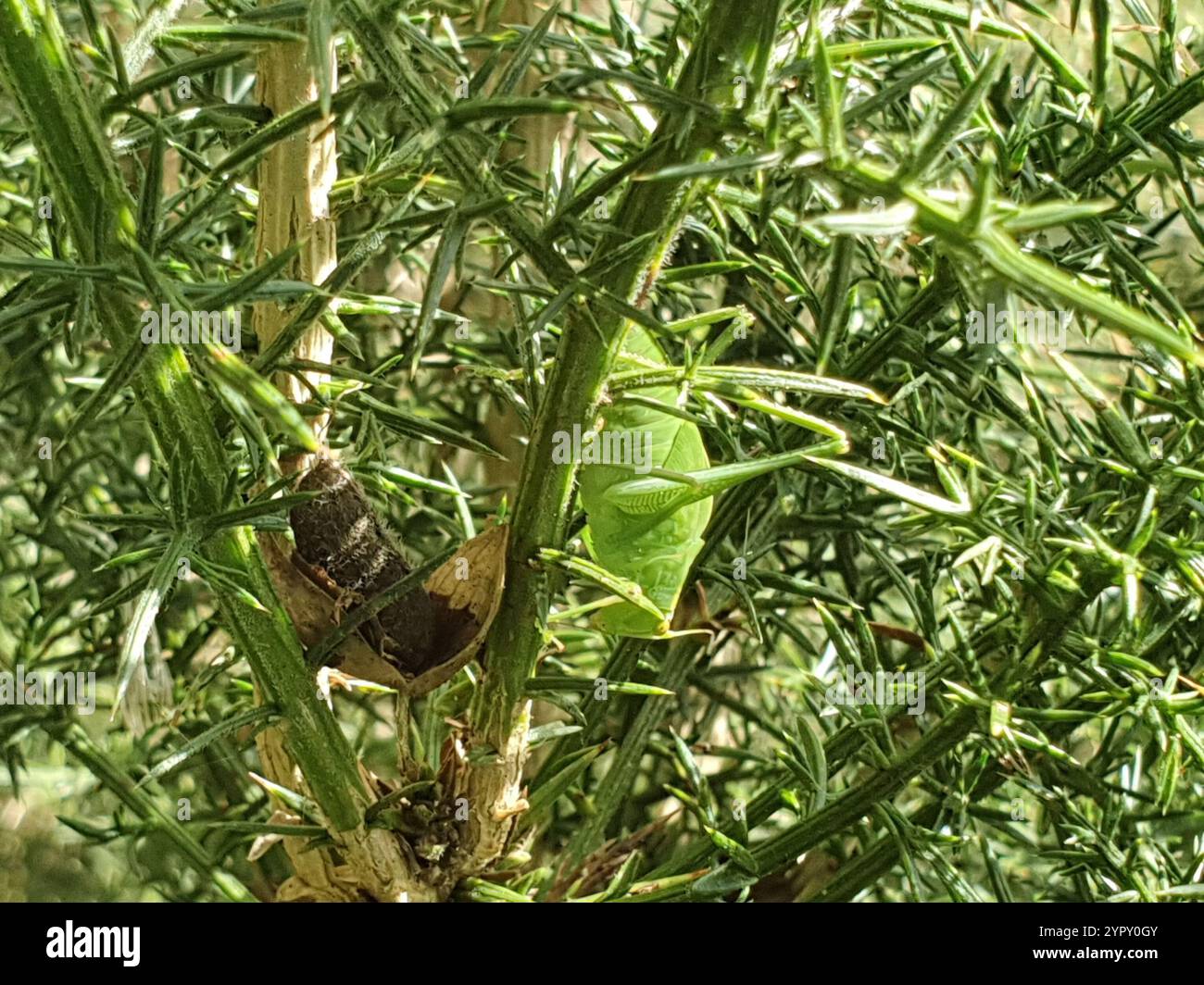 Australian Common Garden Katydid (Caedicia simplex Stock Photo - Alamy