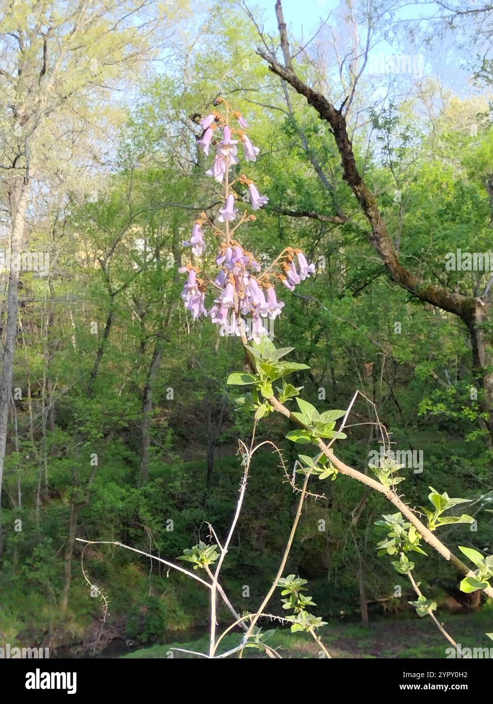 princess tree (Paulownia tomentosa Stock Photo - Alamy