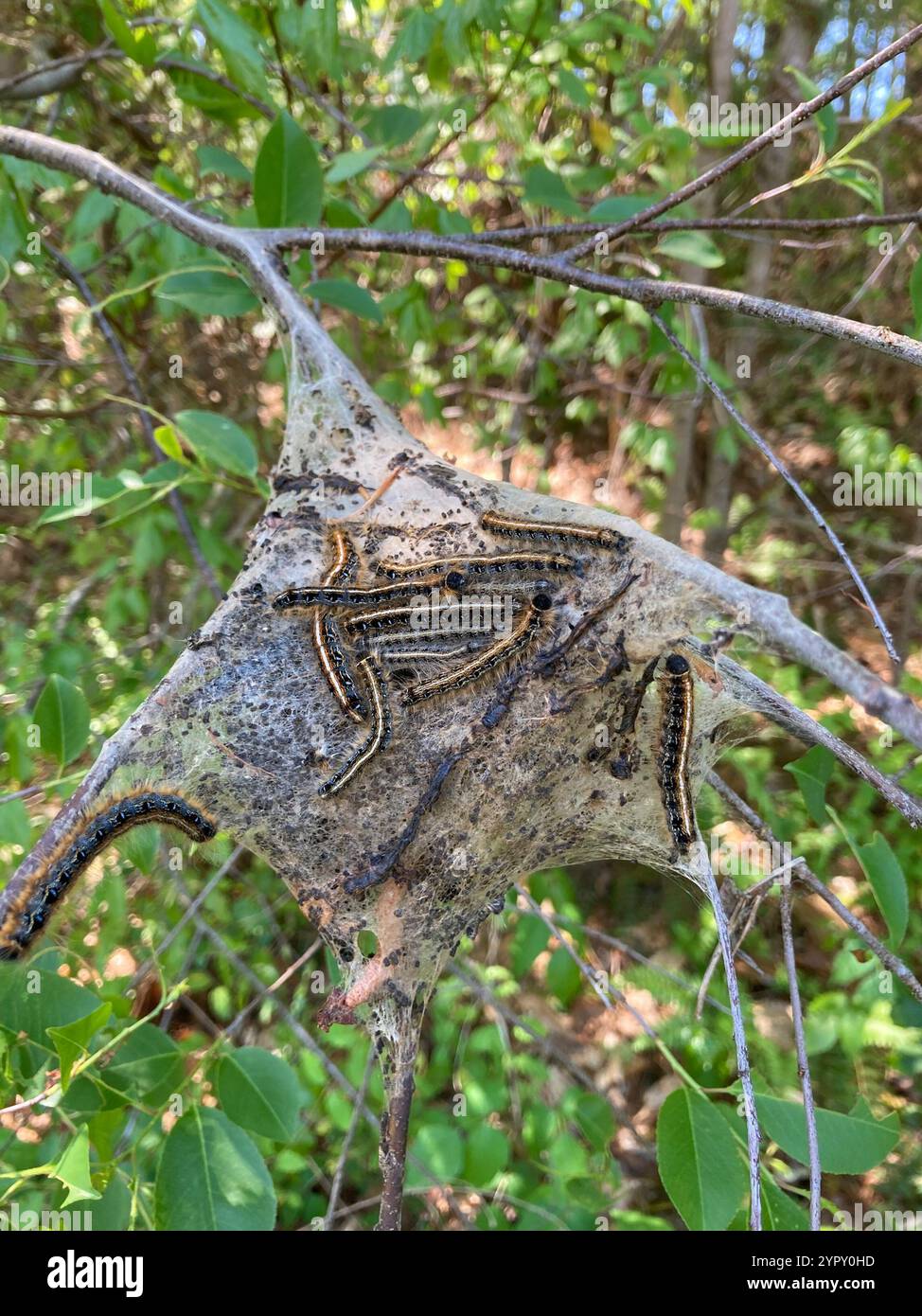 Eastern Tent Caterpillar Moth (Malacosoma americana Stock Photo - Alamy
