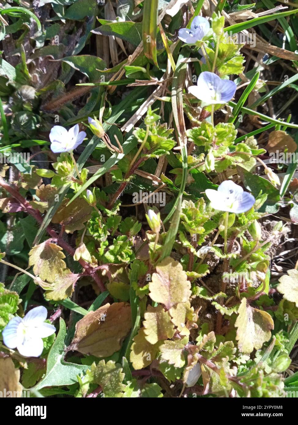 bird's-eye speedwell (Veronica persica Stock Photo - Alamy