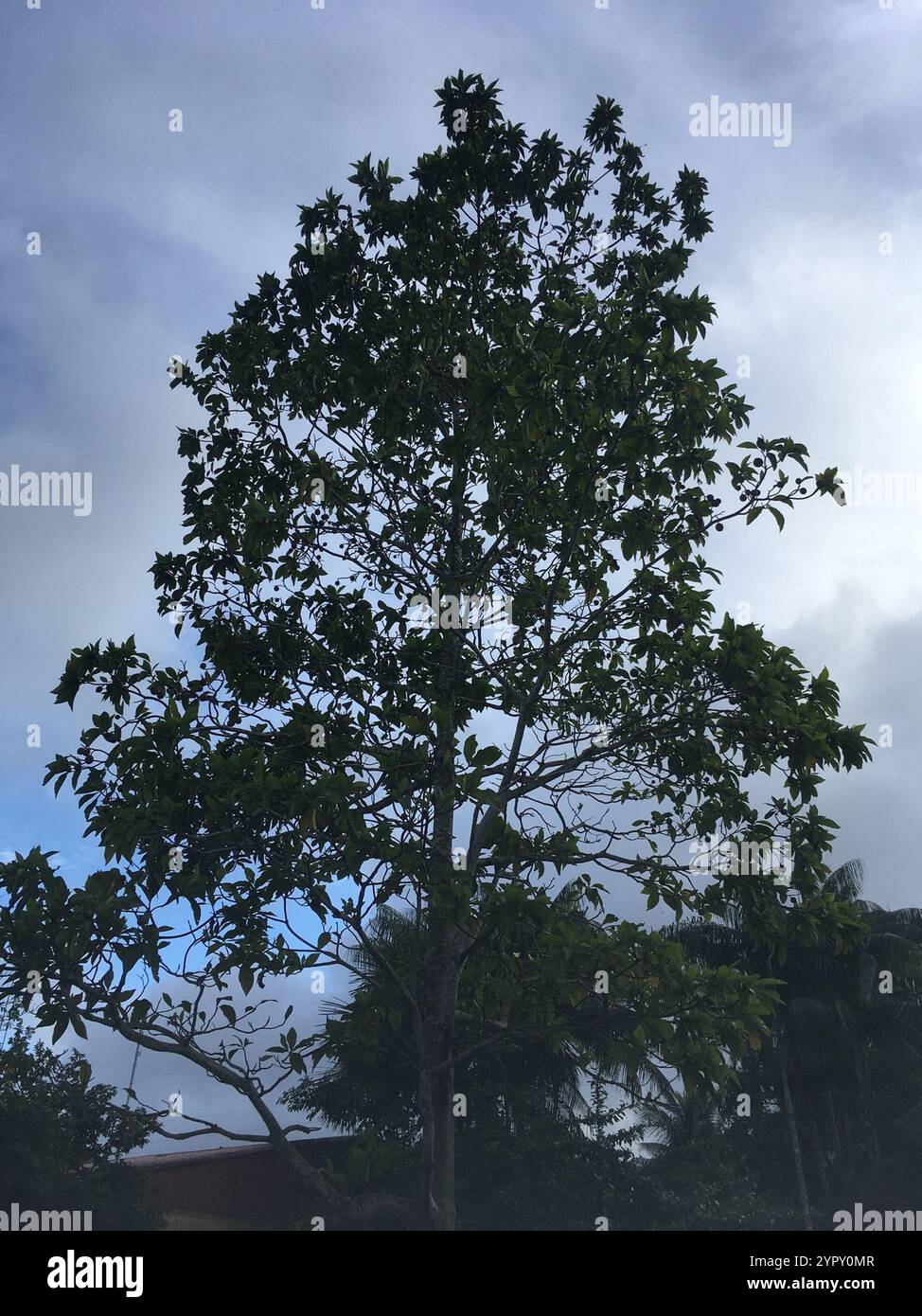 Genipap tree hi-res stock photography and images - Alamy