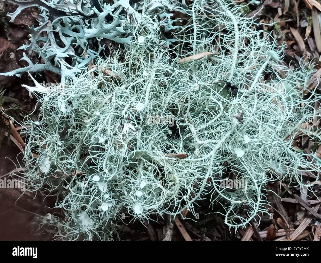 Flowery Lichen (Usnea florida Stock Photo - Alamy