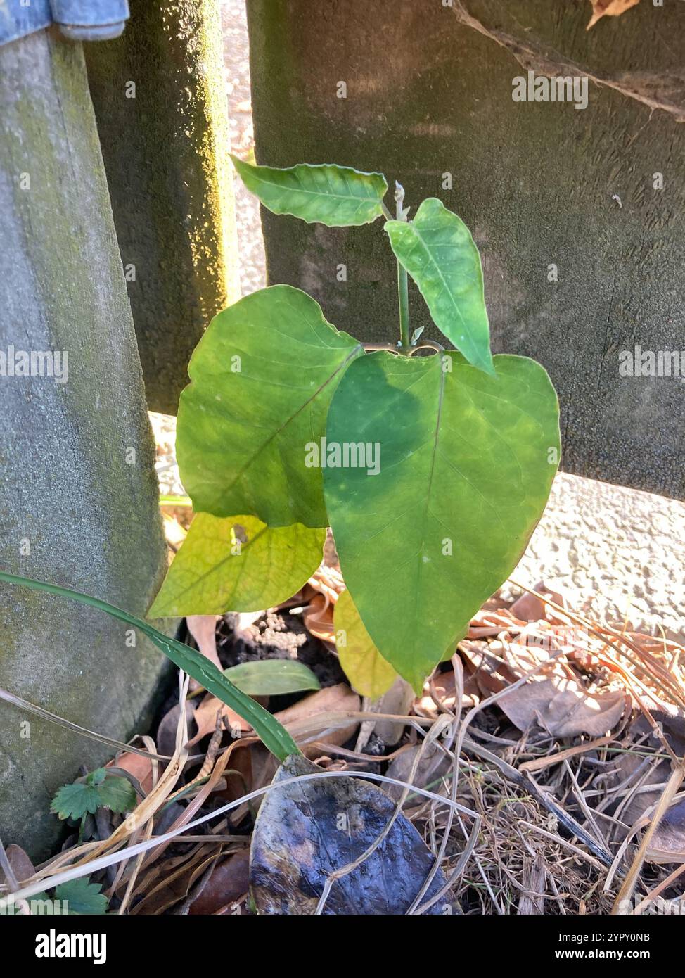 Moth Vine (Araujia sericifera Stock Photo - Alamy