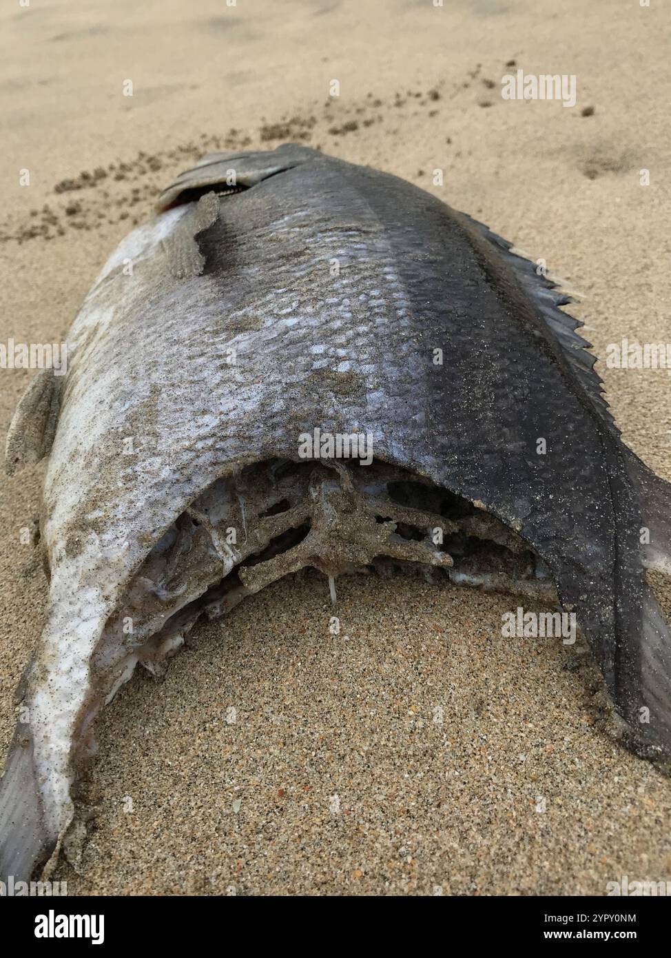 Blue Moki (Latridopsis ciliaris Stock Photo - Alamy